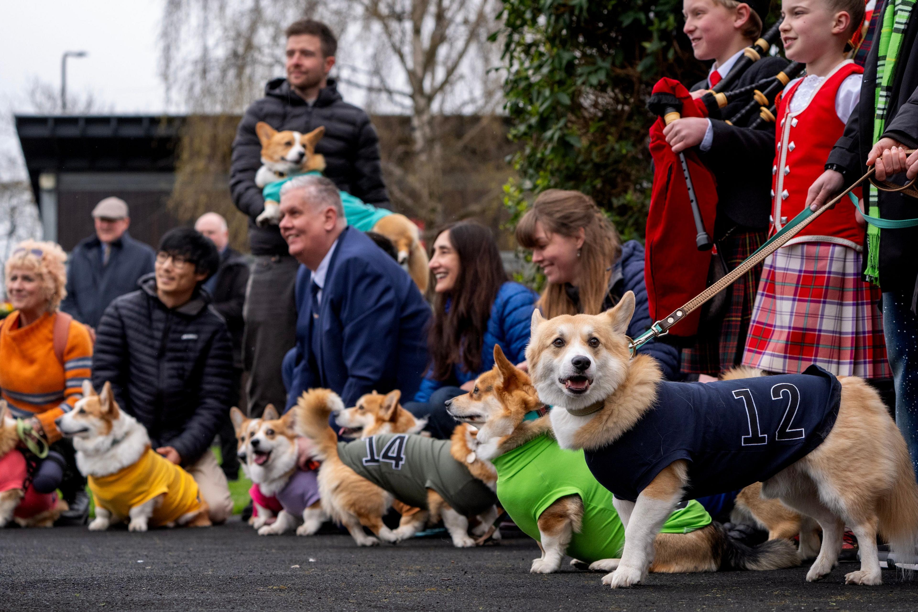 Corgi who was promised a hot dog sprints to victory at Musselburgh ...