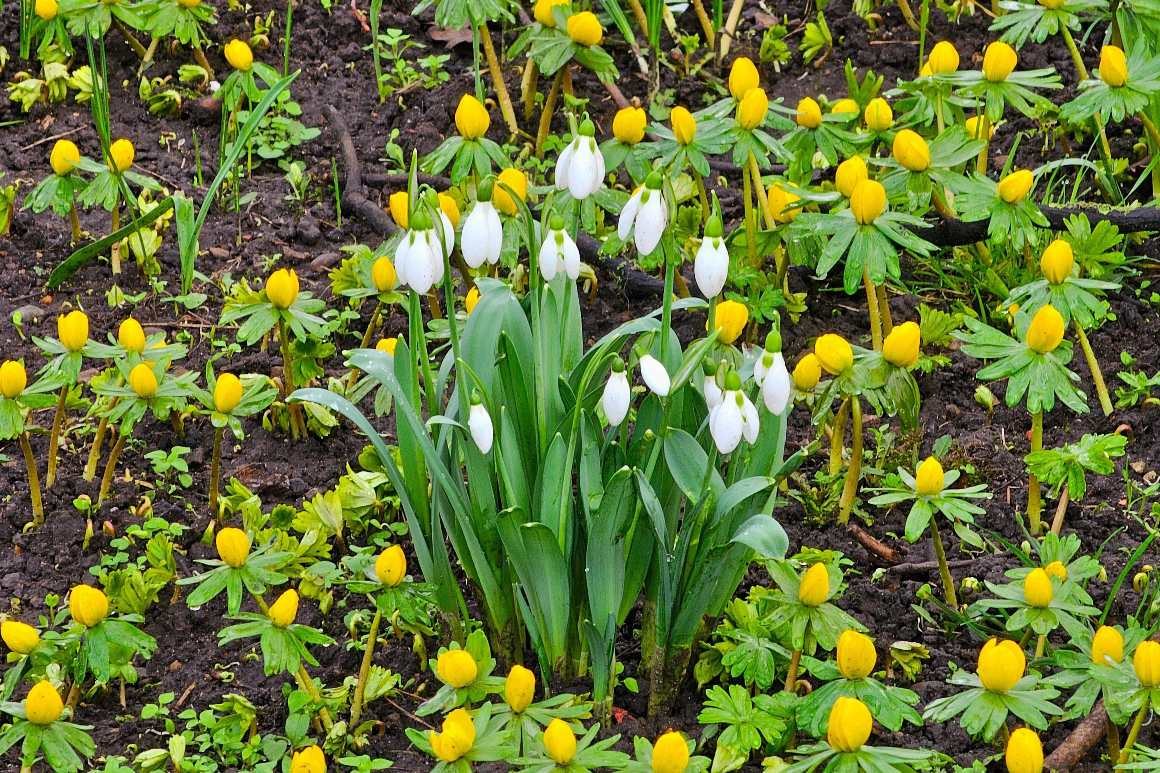 Snowdrops in bloom in the North East and Cumbria - BBC News