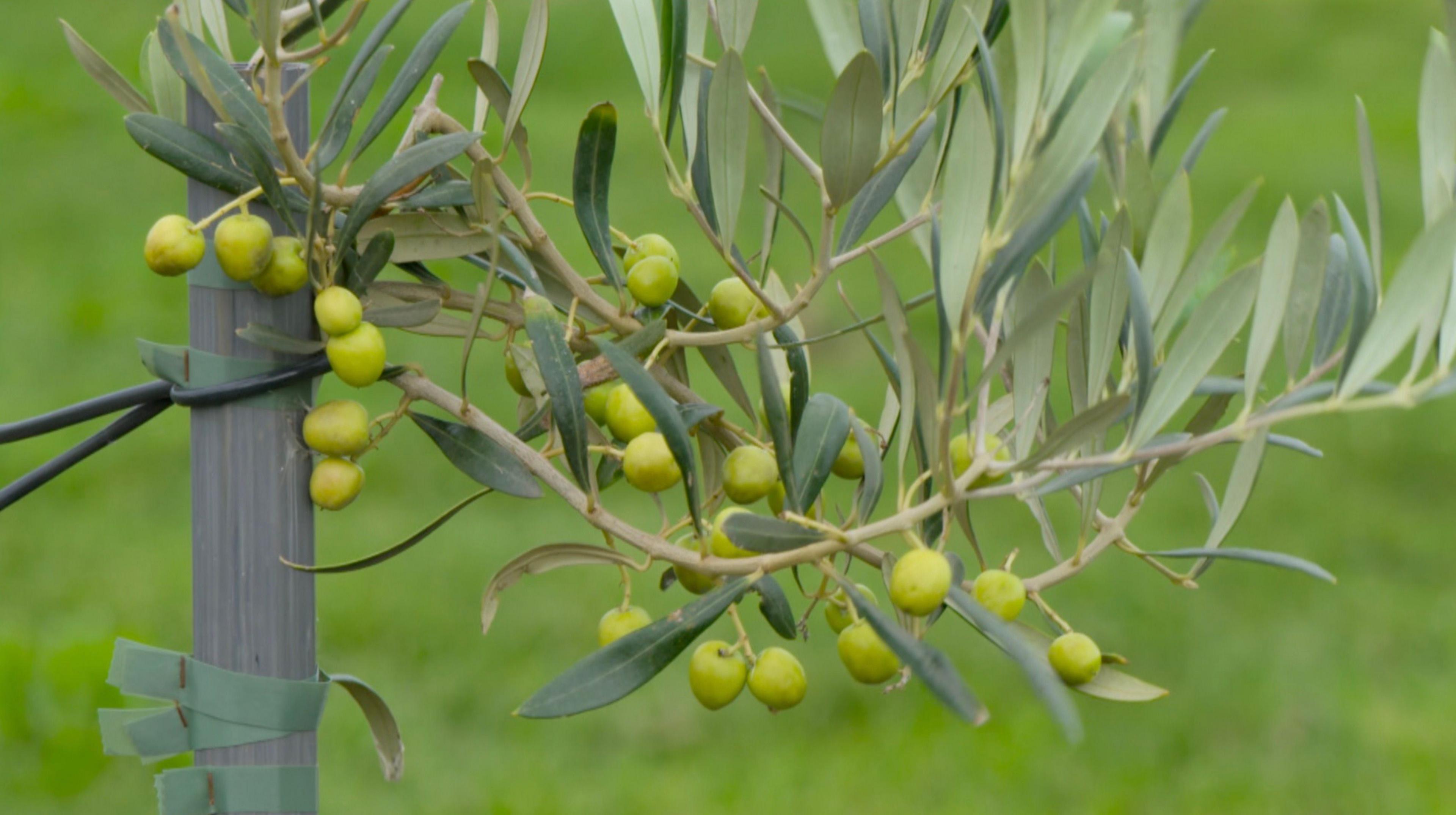 Lincolnshire farm uses climate change to grow olives at Long Sutton ...