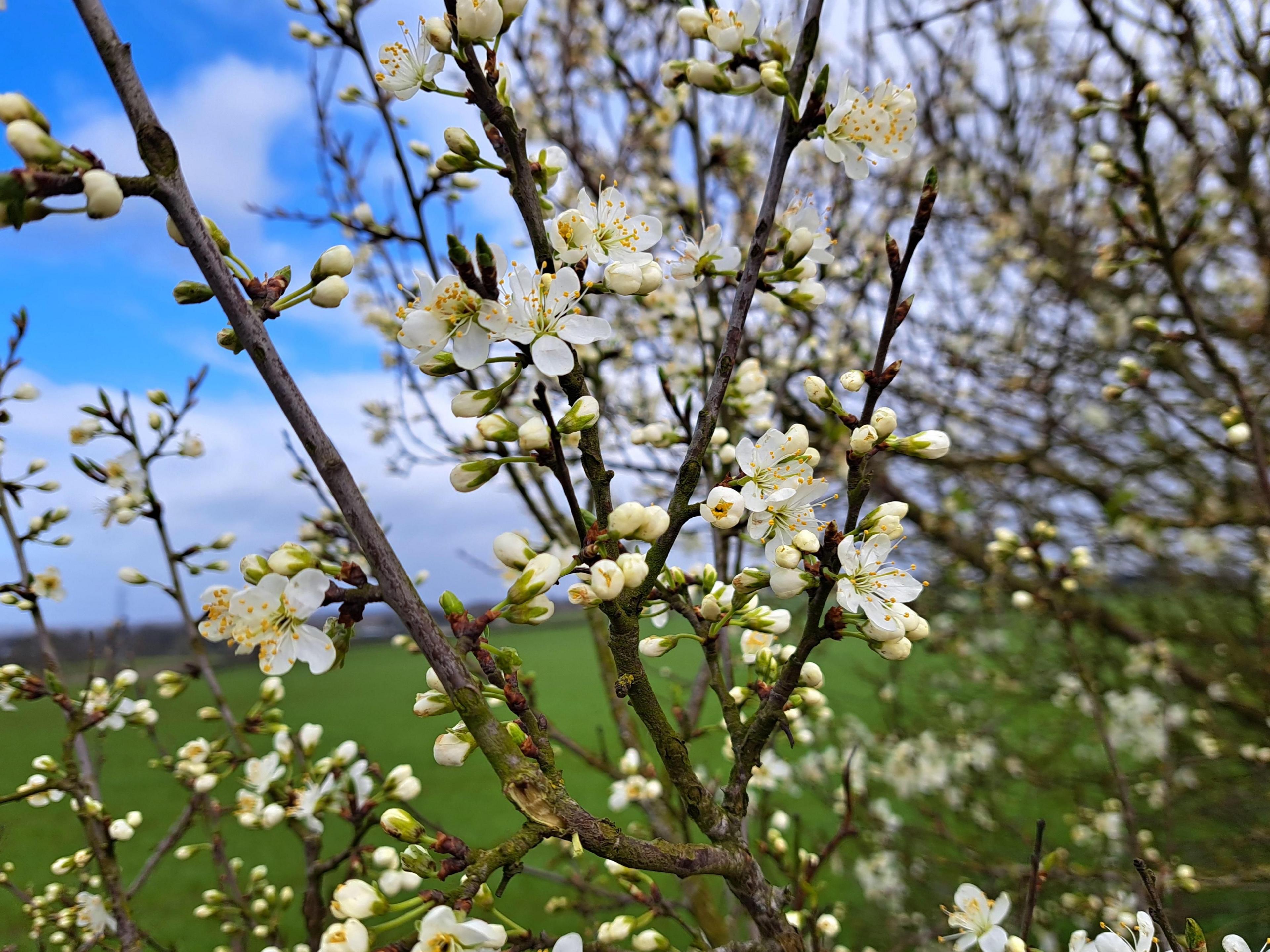 Your photos from the West Midlands: Spring's stunning colours - BBC News