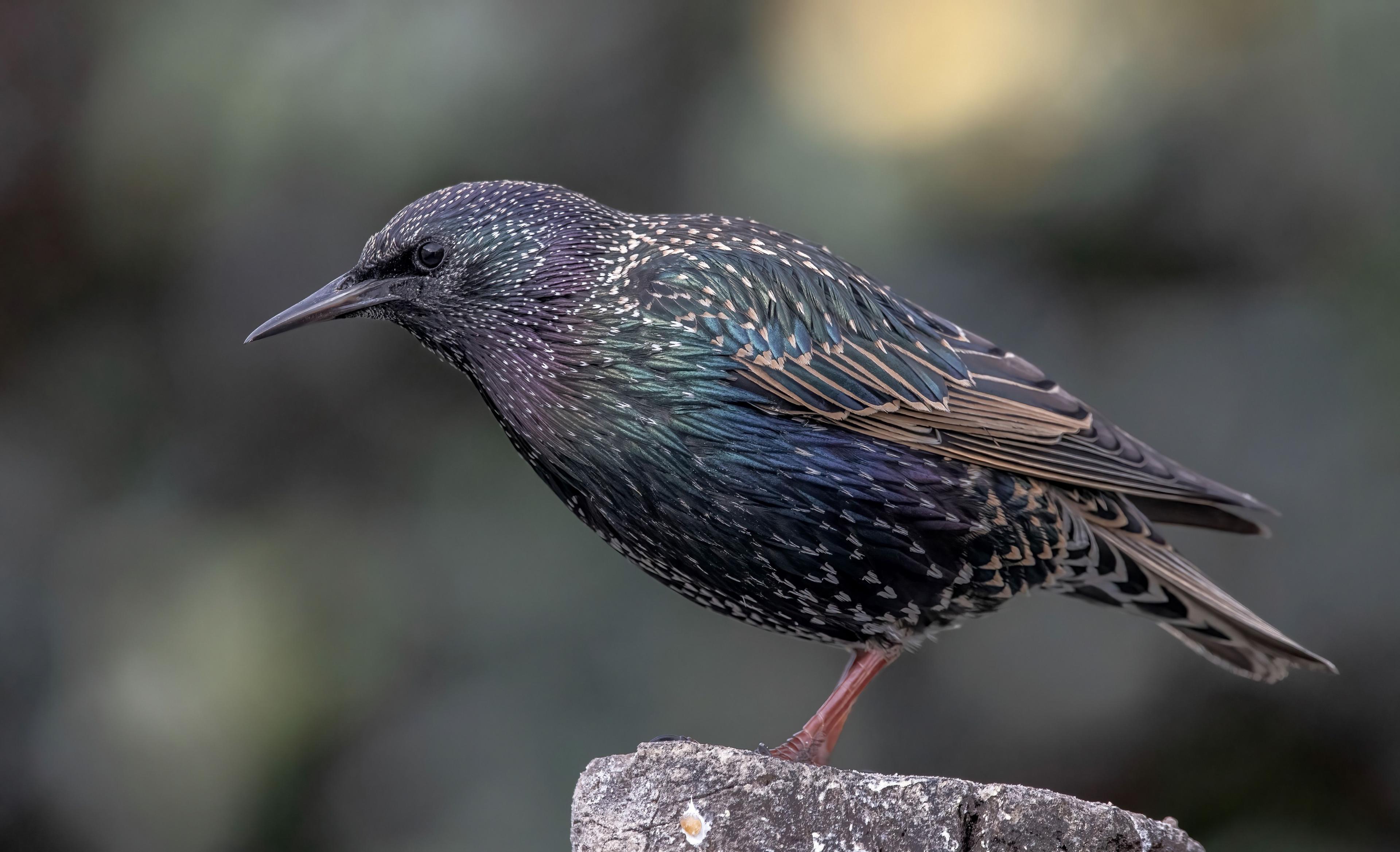 Oriel: Bywyd gwyllt Cwm Elan - BBC Cymru Fyw