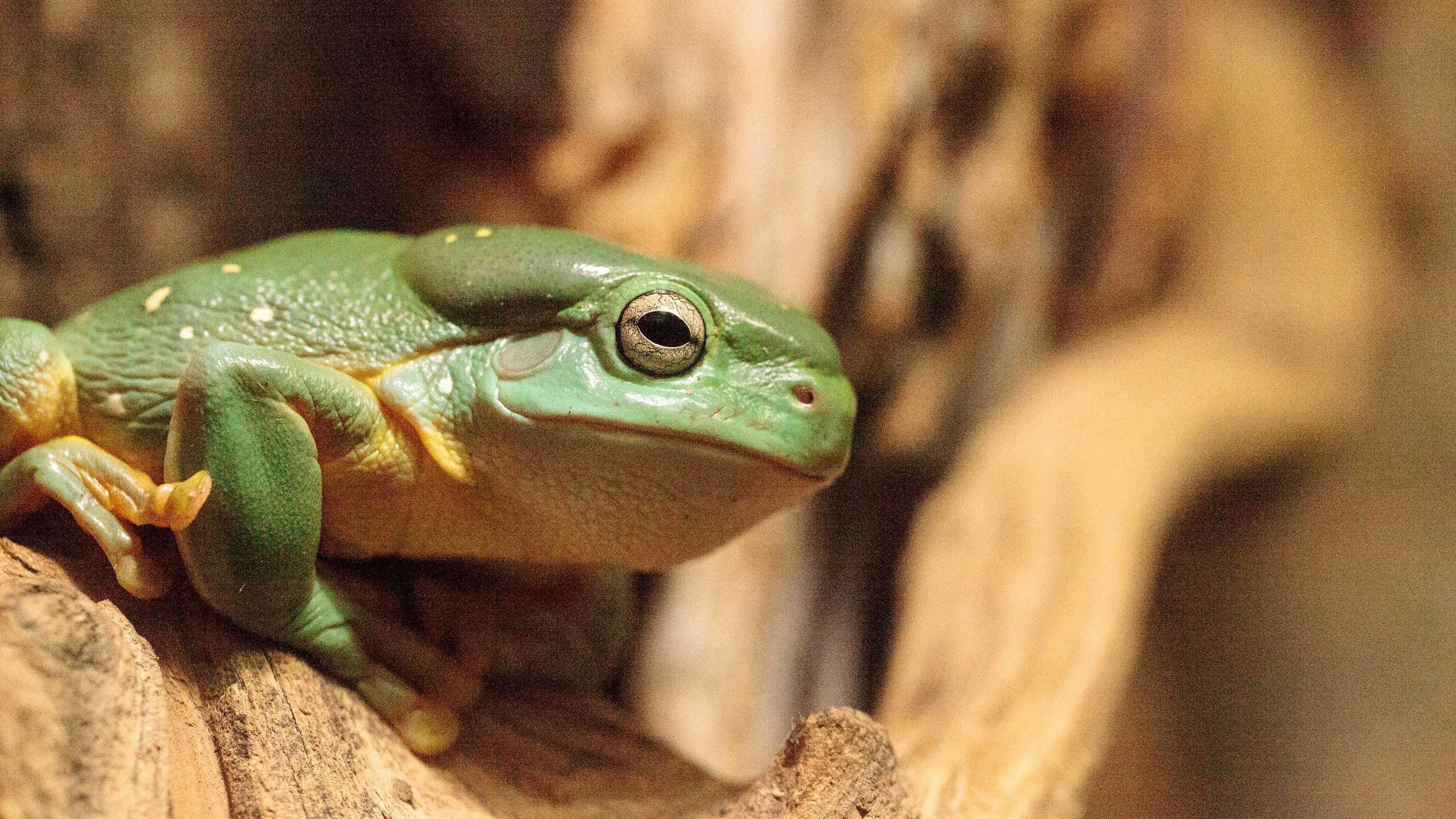 Rare genetic mutation turns magnificent tree frog blue - BBC Newsround