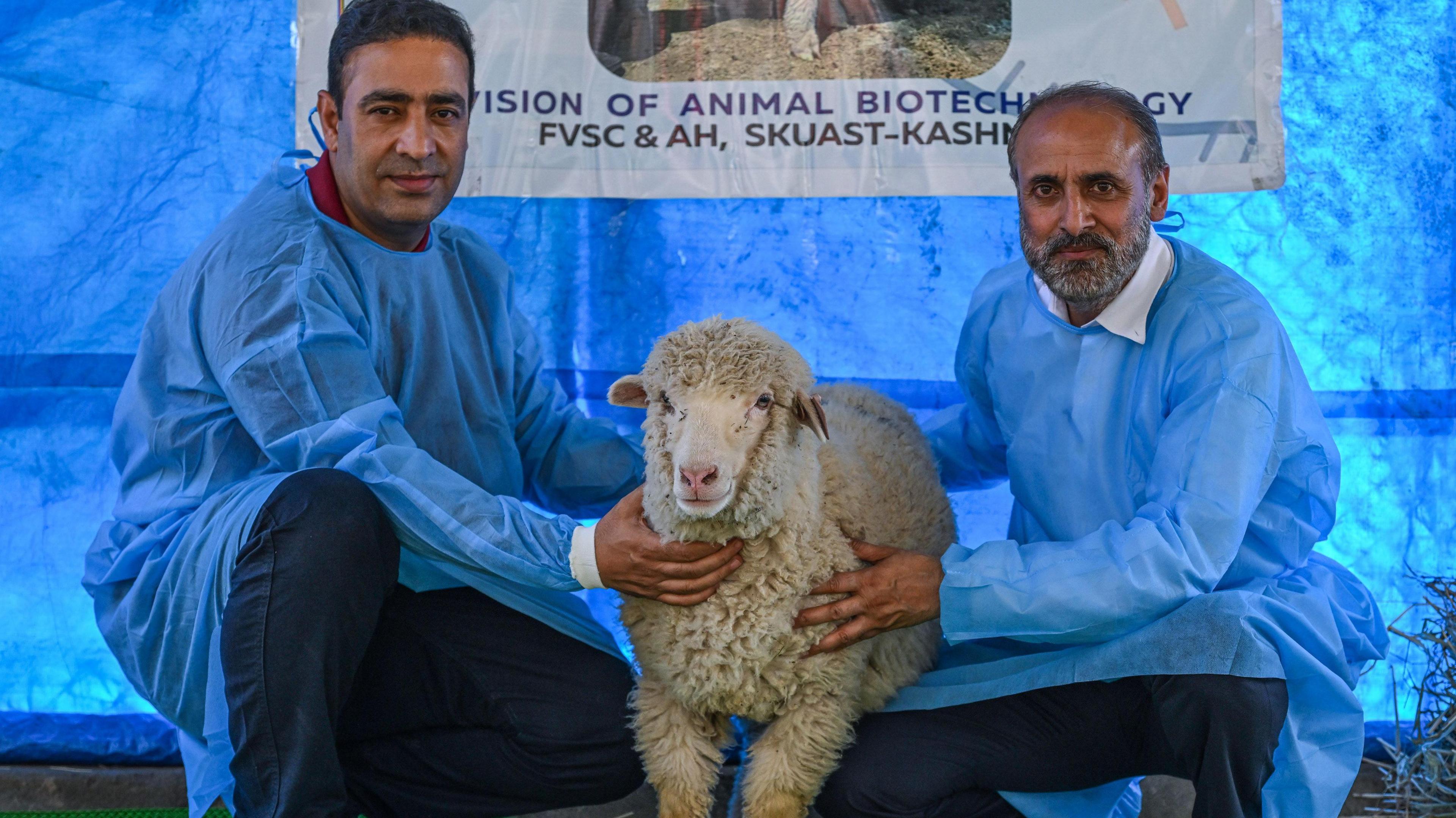 Indian-administered Kashmir: How is India's first gene-edited sheep ...