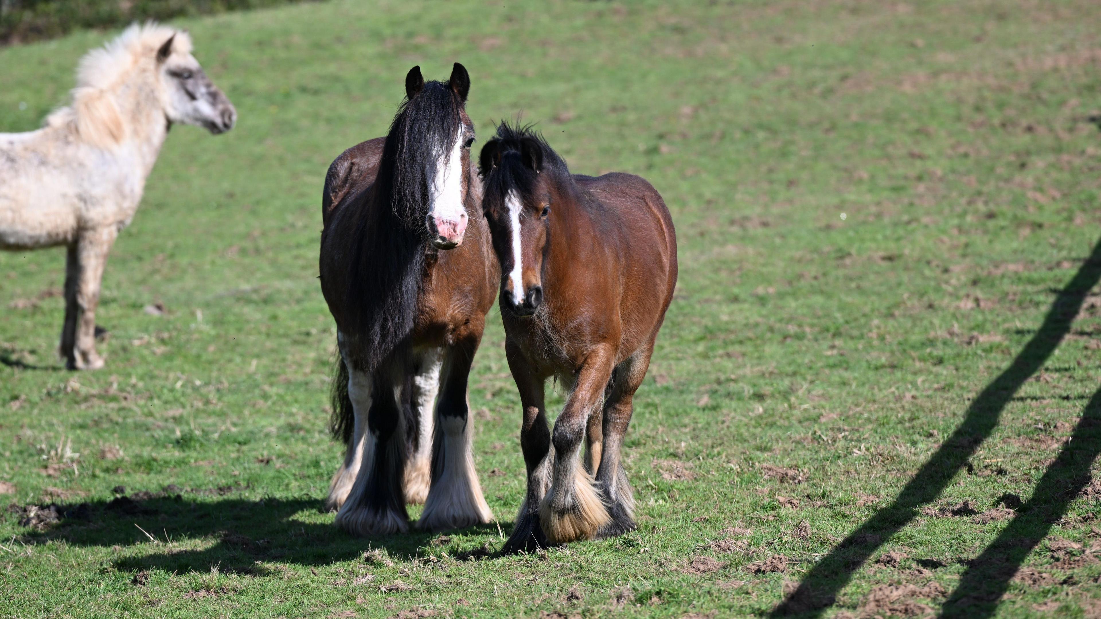 Second chance for 'severely underweight' horse and foal in Devon - BBC News