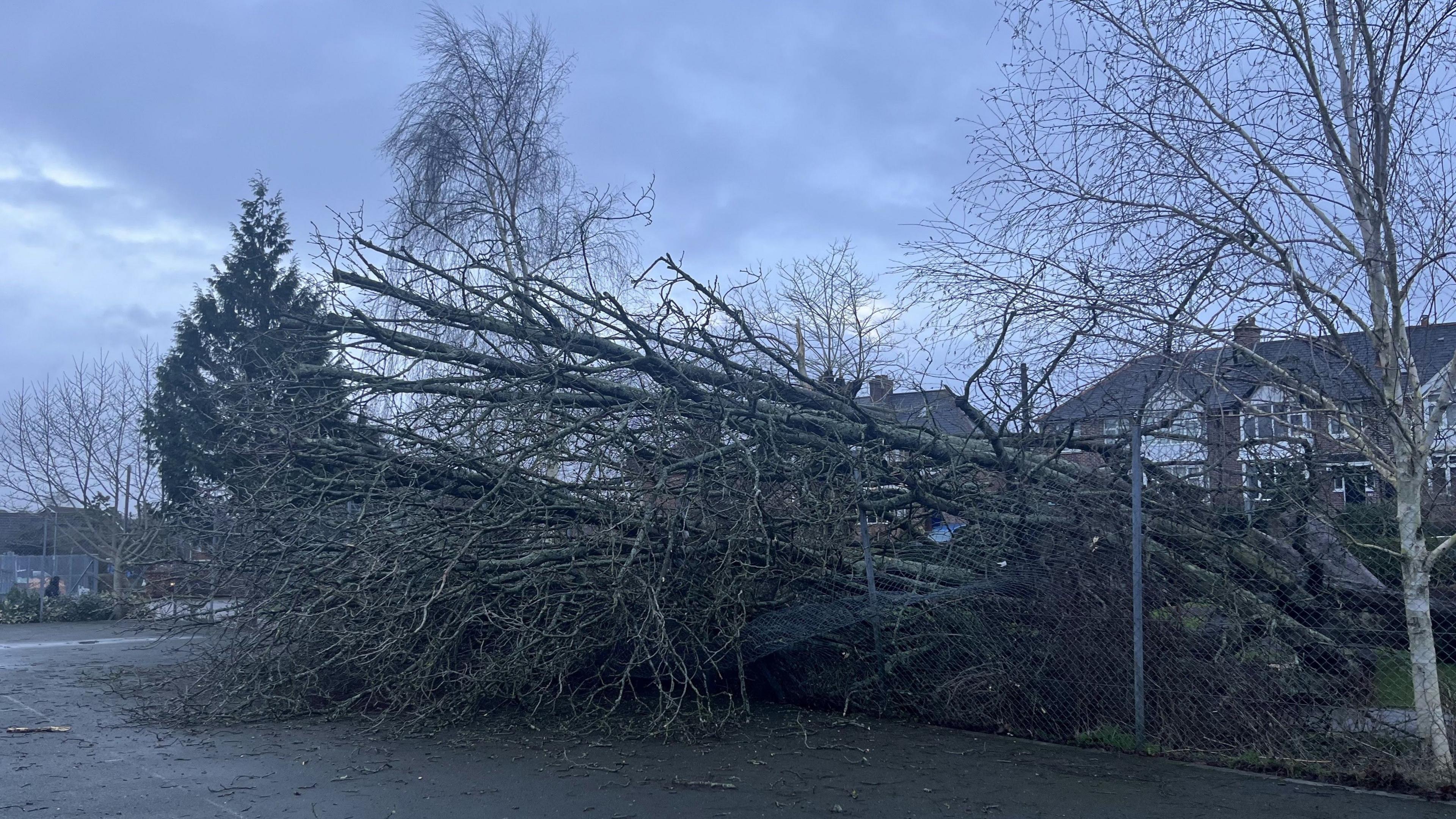 Exeter tennis club urges council to fix fence broken by fallen tree ...