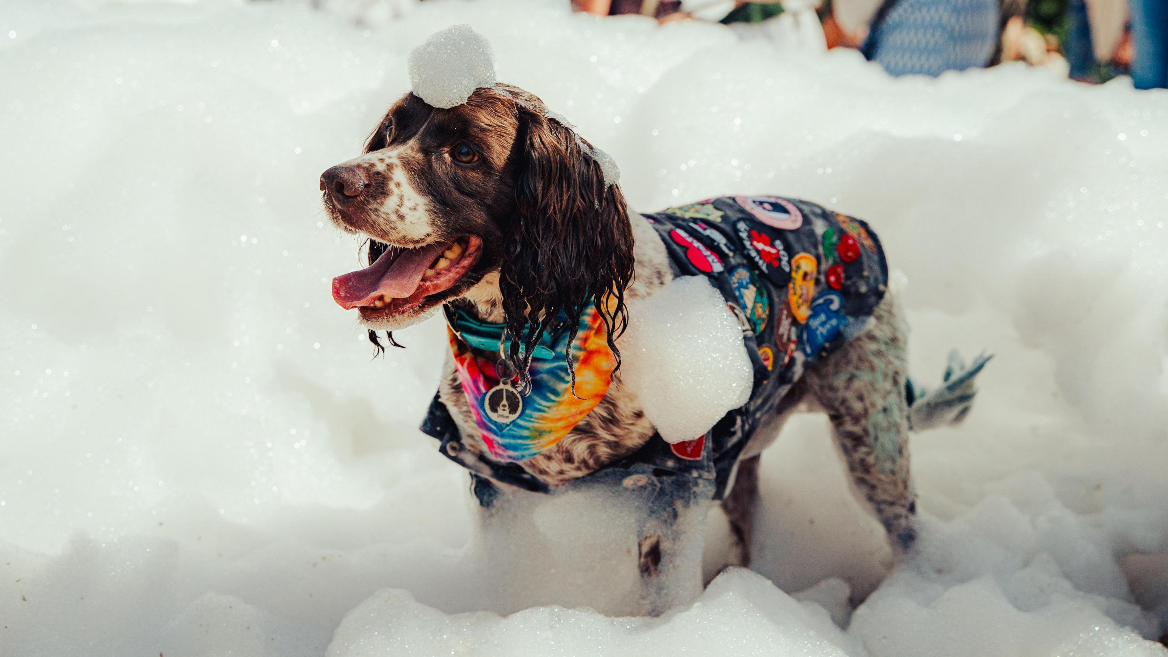 In Pictures: Pooches party at festival for dogs in Hampshire - BBC News