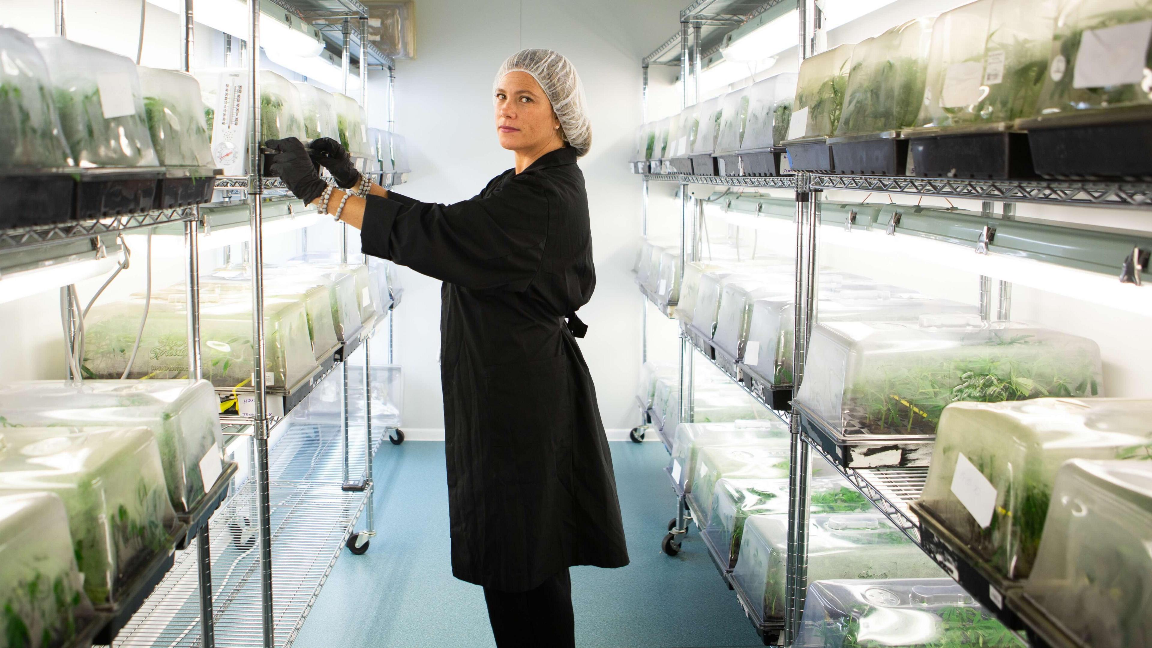 Caribbean cannabis growers eye budding domestic sales and exports - BBC ...