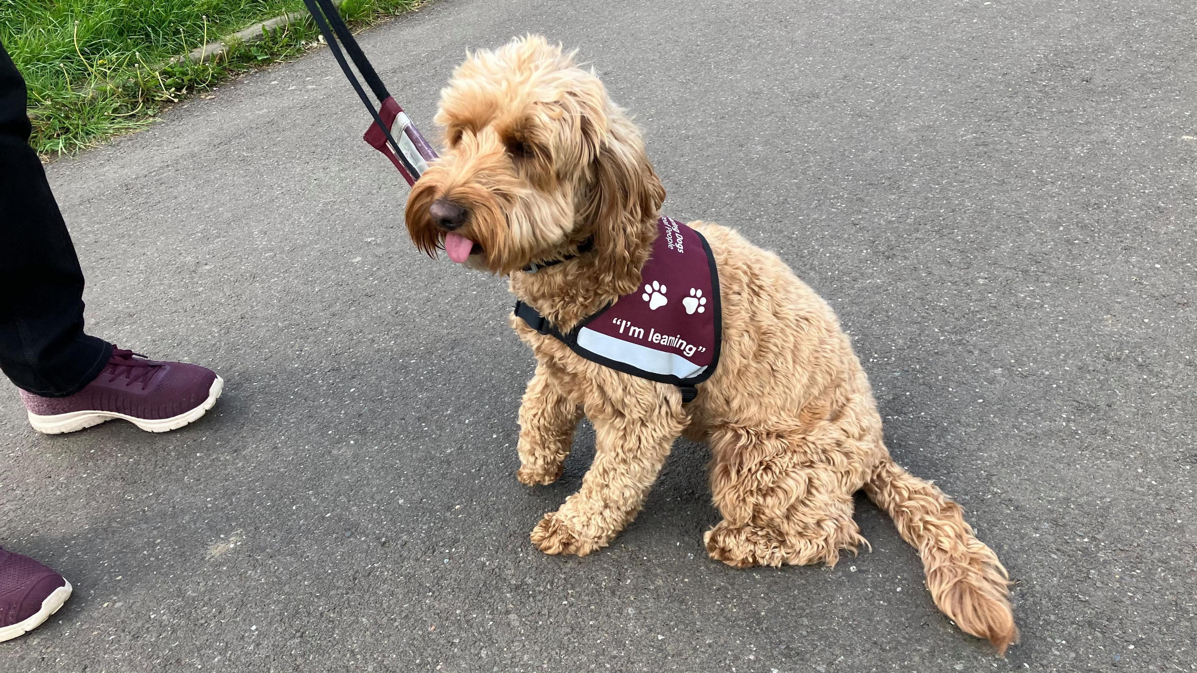 Hearing Dogs charity in urgent need of Yorkshire puppy trainers - BBC News