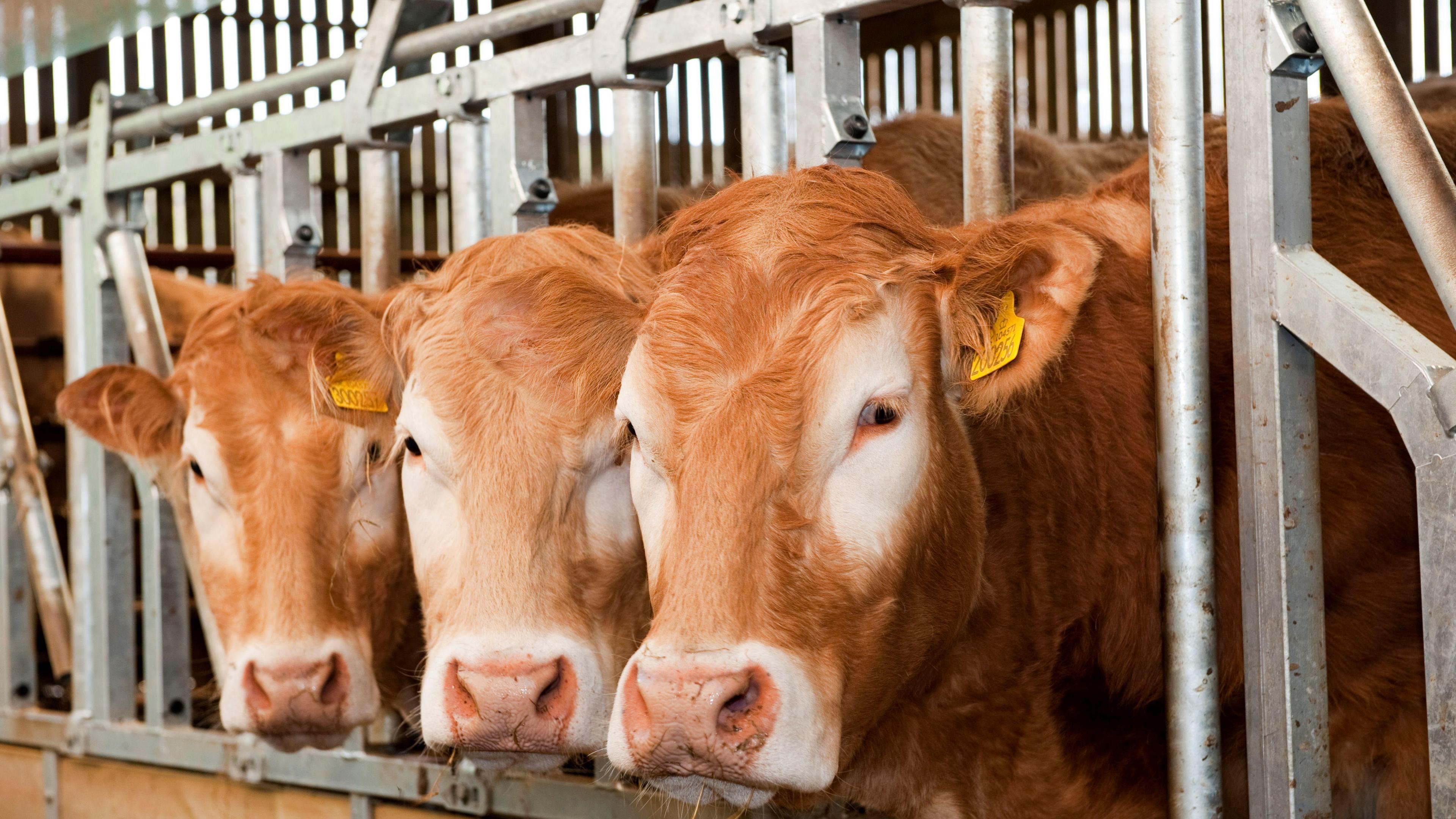 Bluetongue: Limited support for farmers in Temporary Control Zone - BBC ...