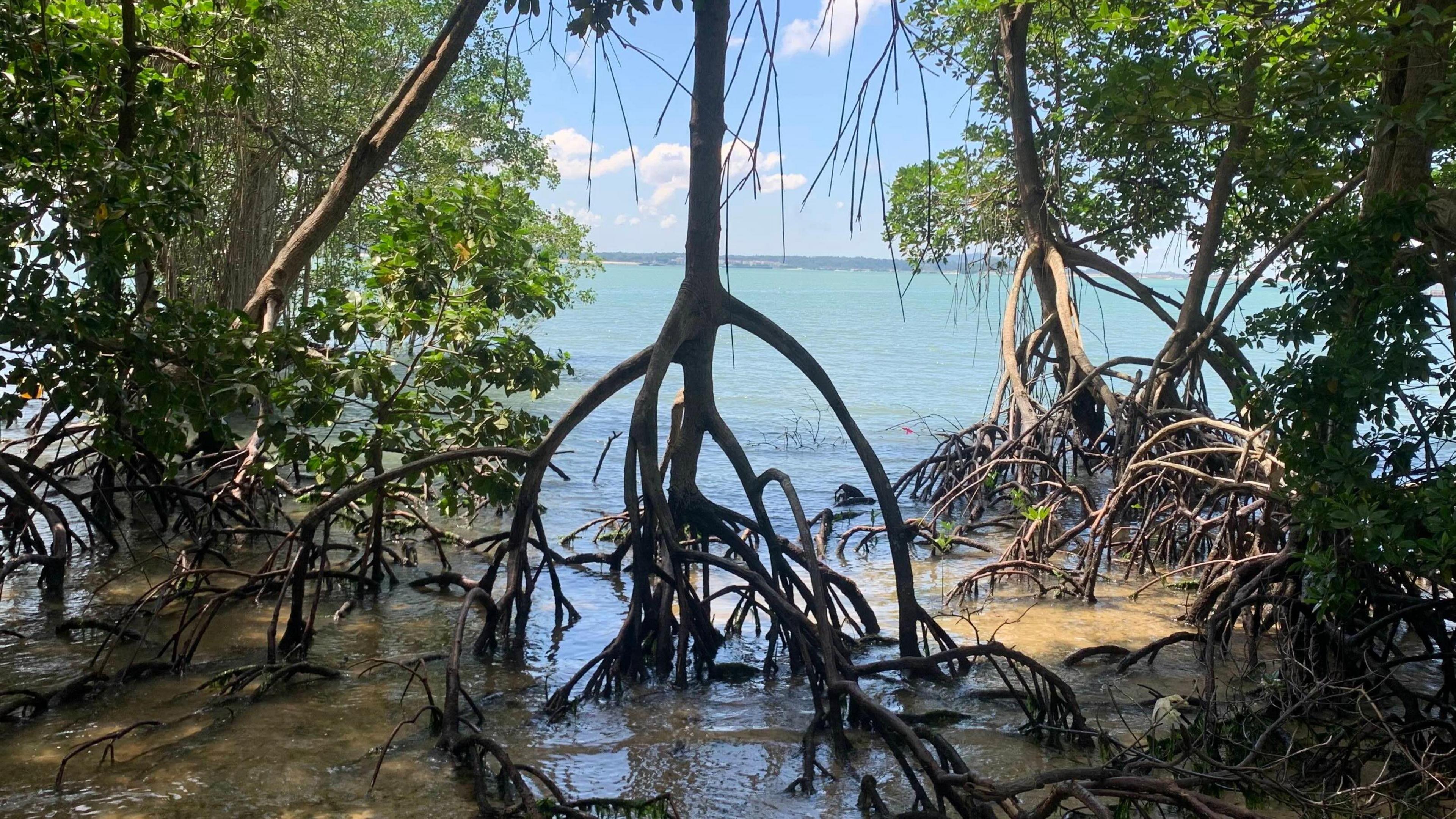 Mangrove forests are healing after decades of human destruction - BBC News
