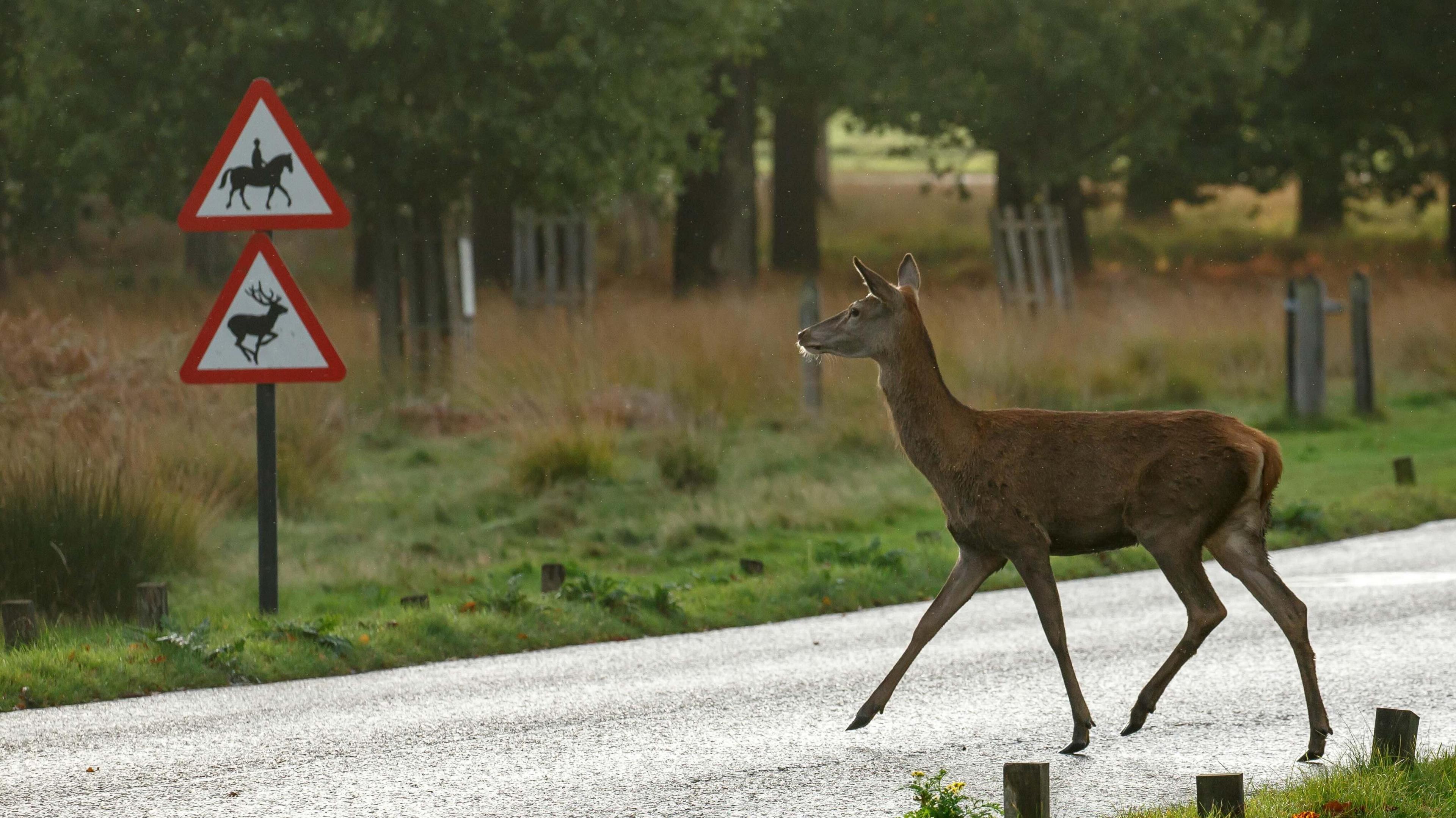 Wider deer culling planned for England to protect trees and crops - BBC ...