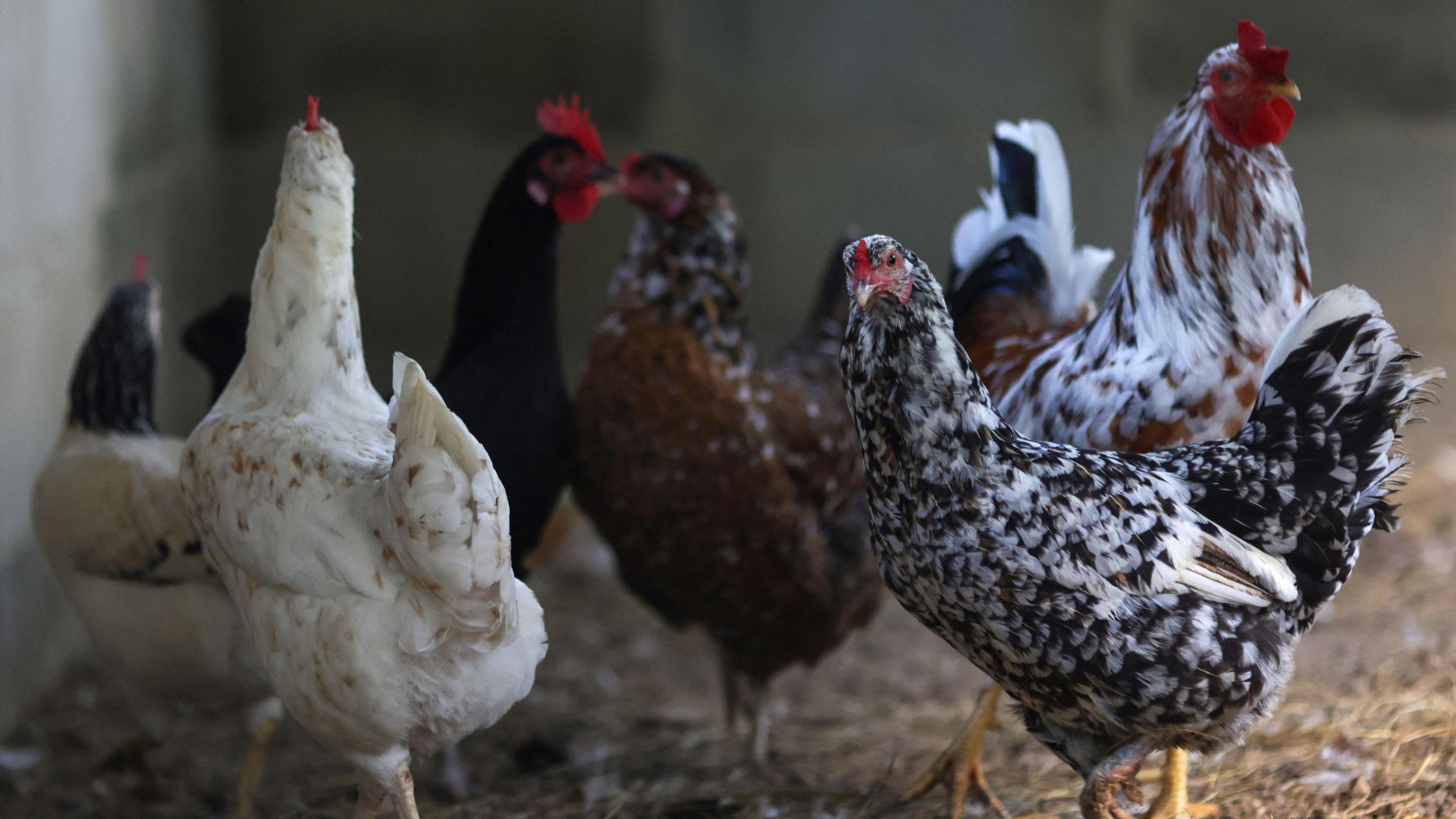 Jersey bird keepers urged to register animals after law change - BBC News