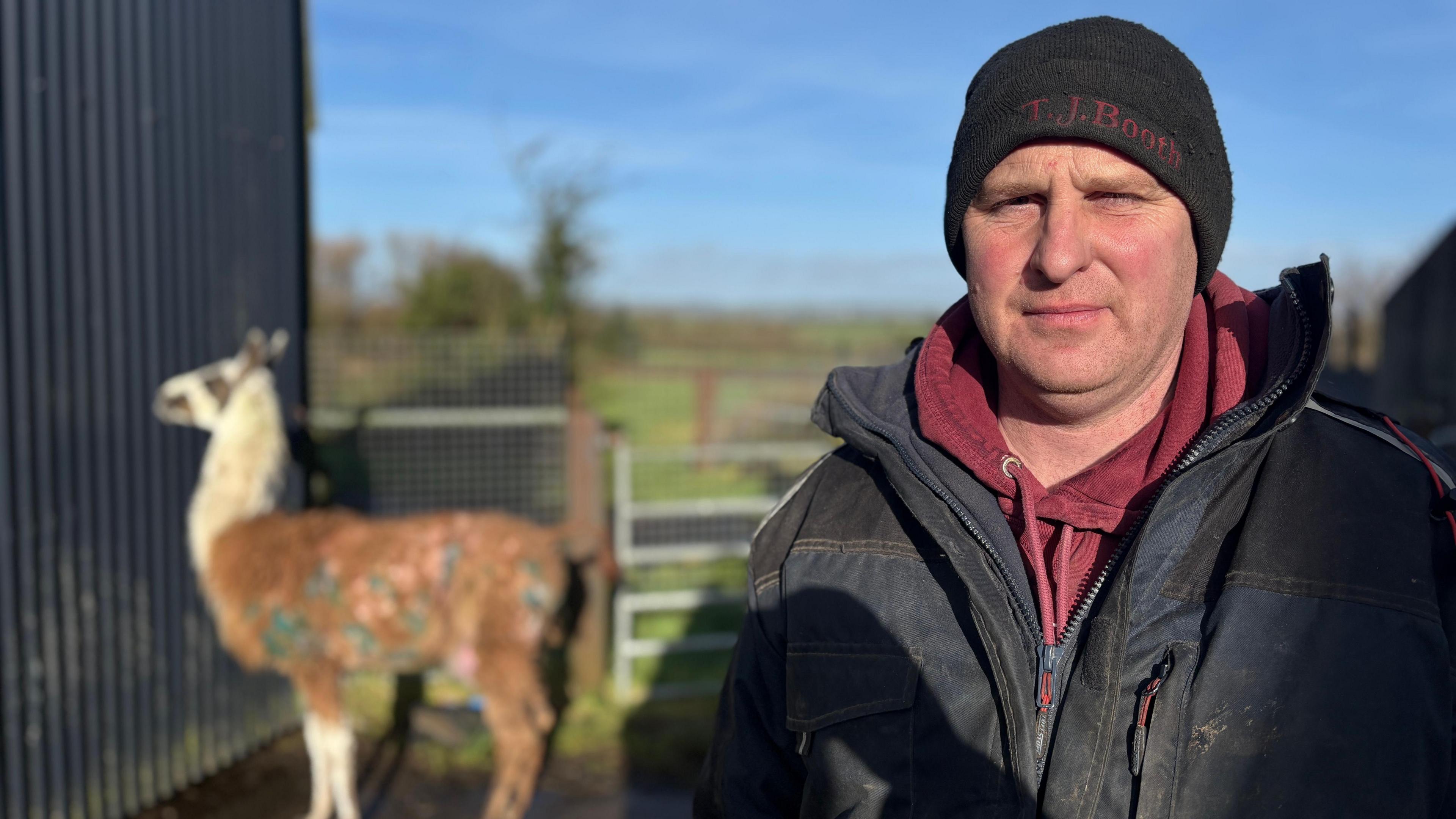 Farmer calls for action as llama injured after 'continuous' dog attacks ...