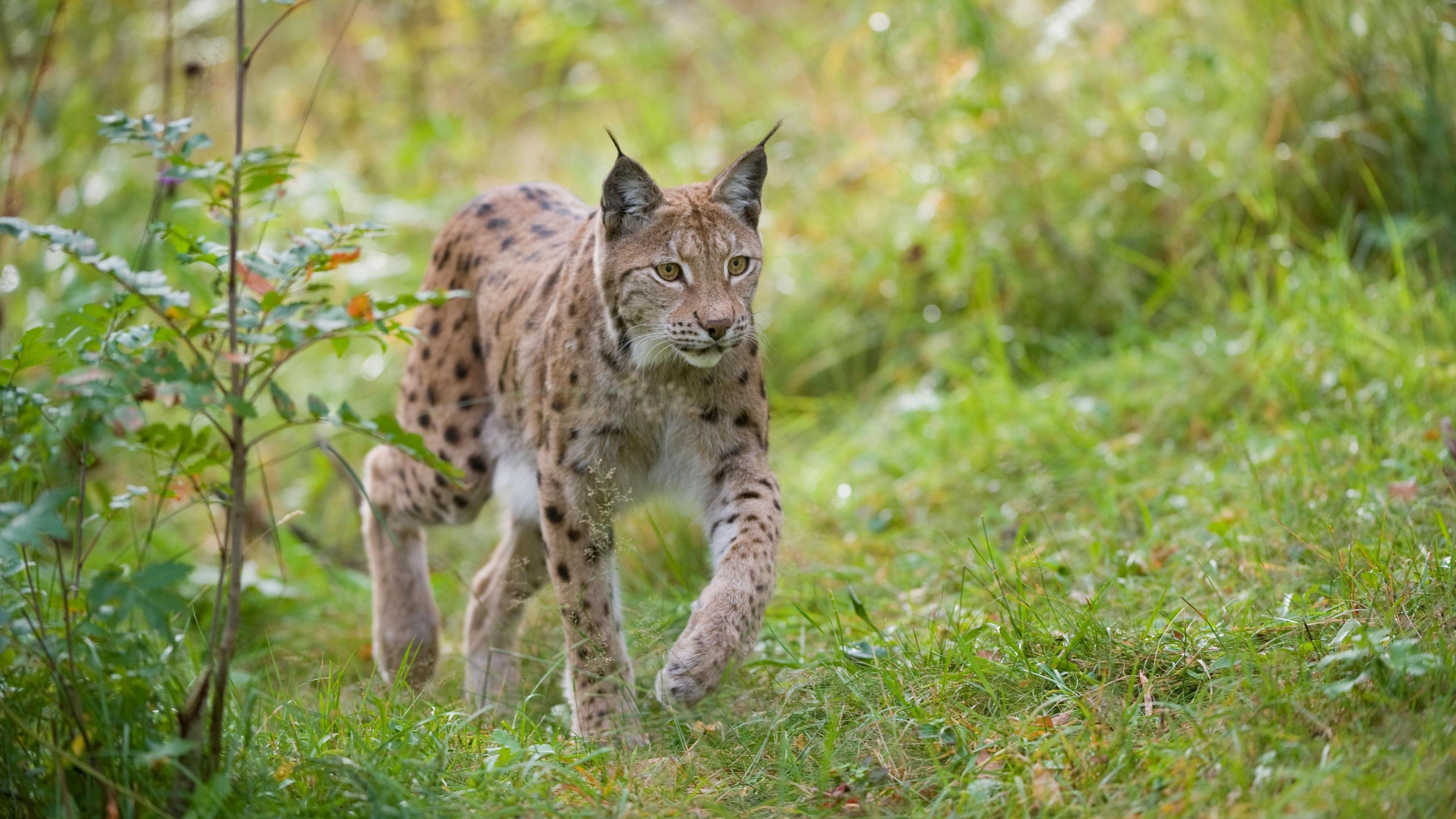 Highland and Moray locals to be asked for views on lynx reintroduction ...