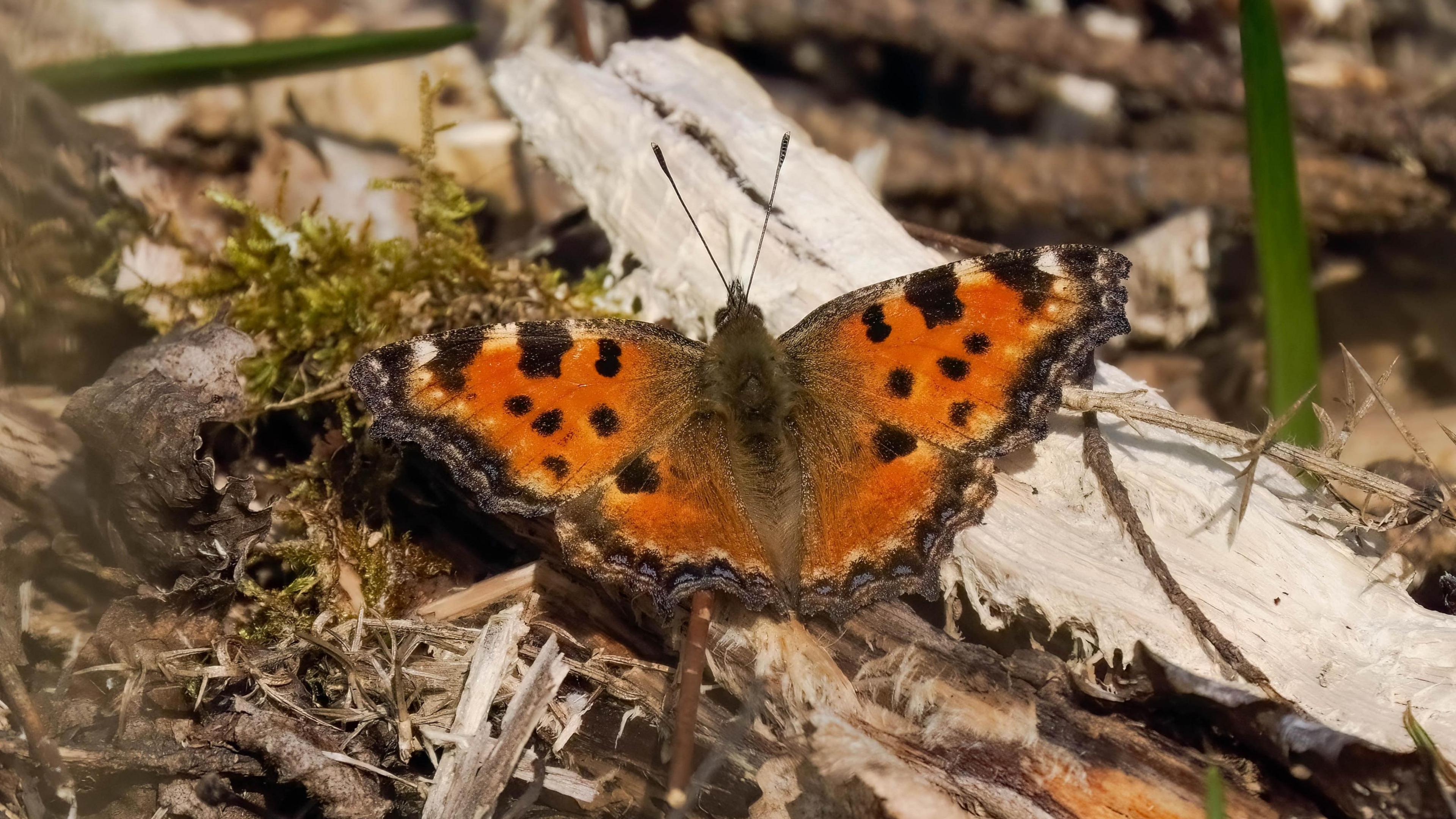 'Extinct' large tortoiseshell butterfly spotted across southern England ...