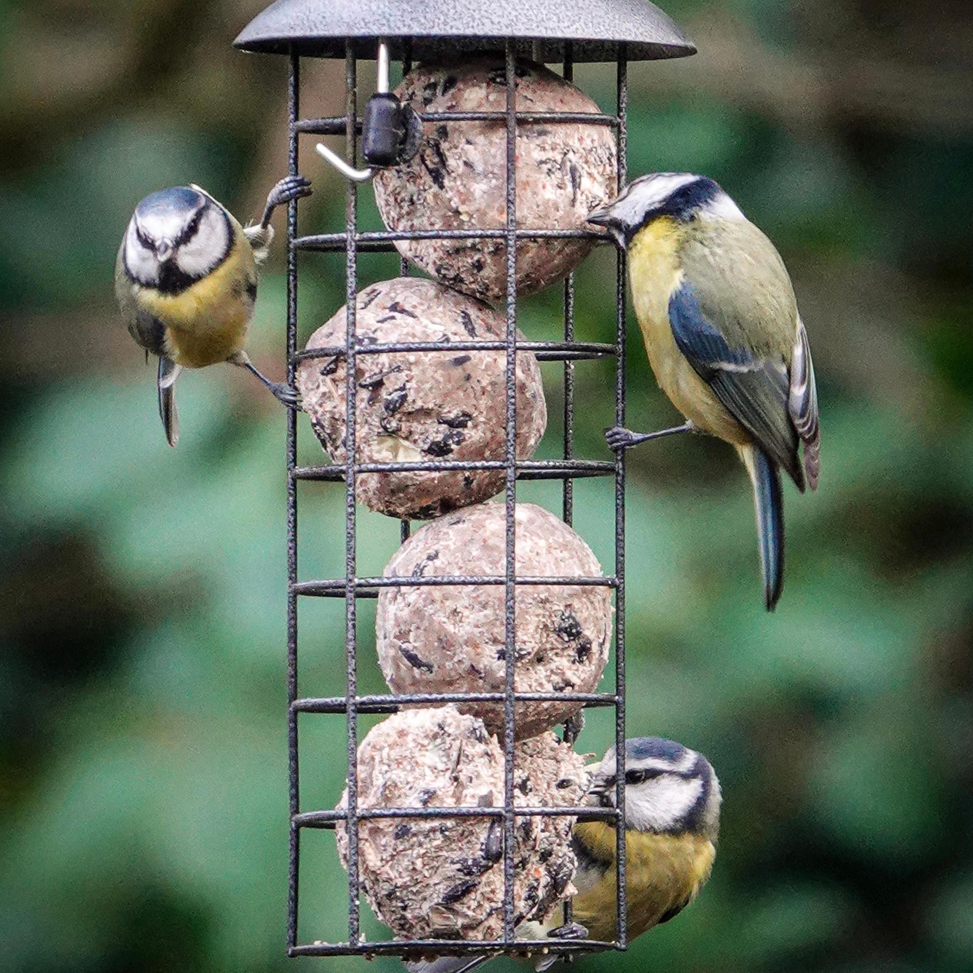 Your photos from the West Midlands: Birds, wet dogs and sunshine - BBC News