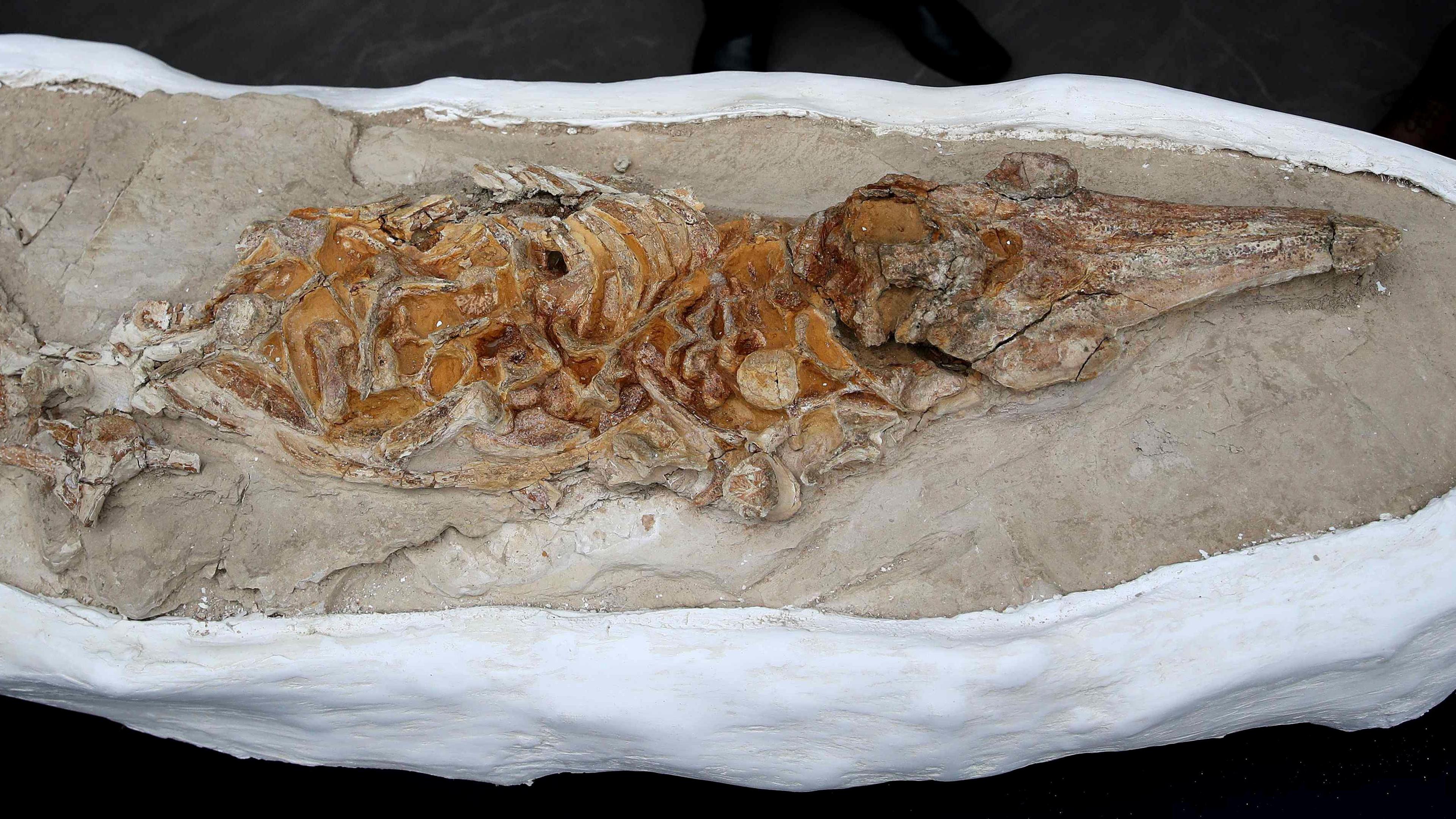 10-million-year-old dolphin-like fossil found in Peru - BBC Newsround