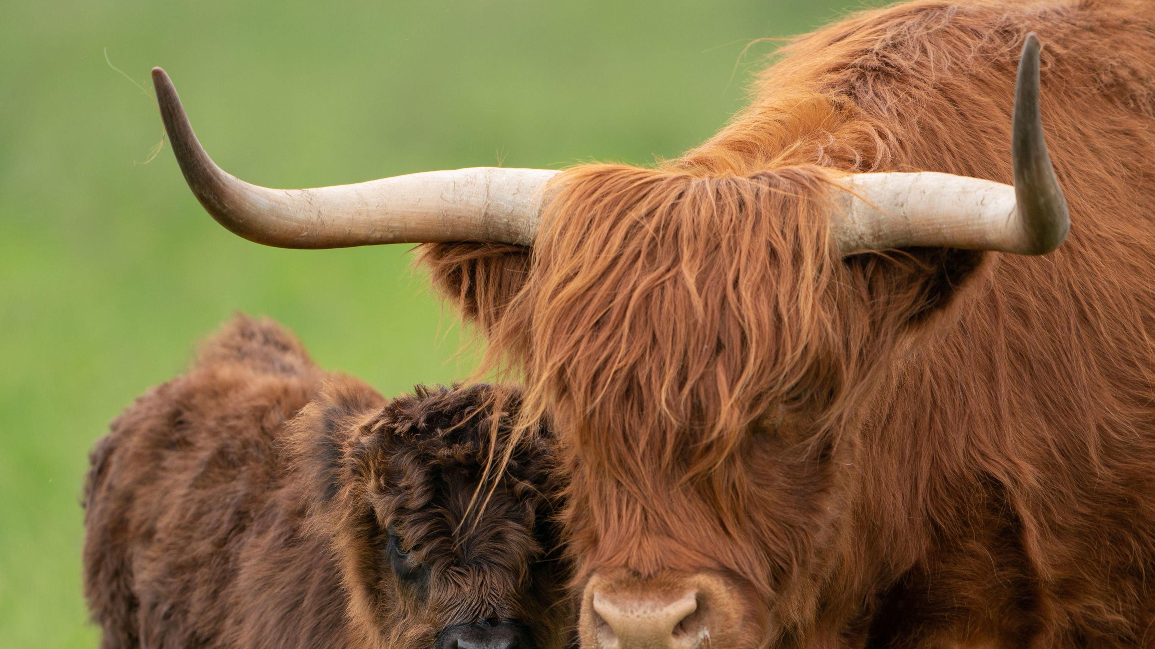 Derbyshire farmer taking action to stop TikTokers hugging cows - BBC News