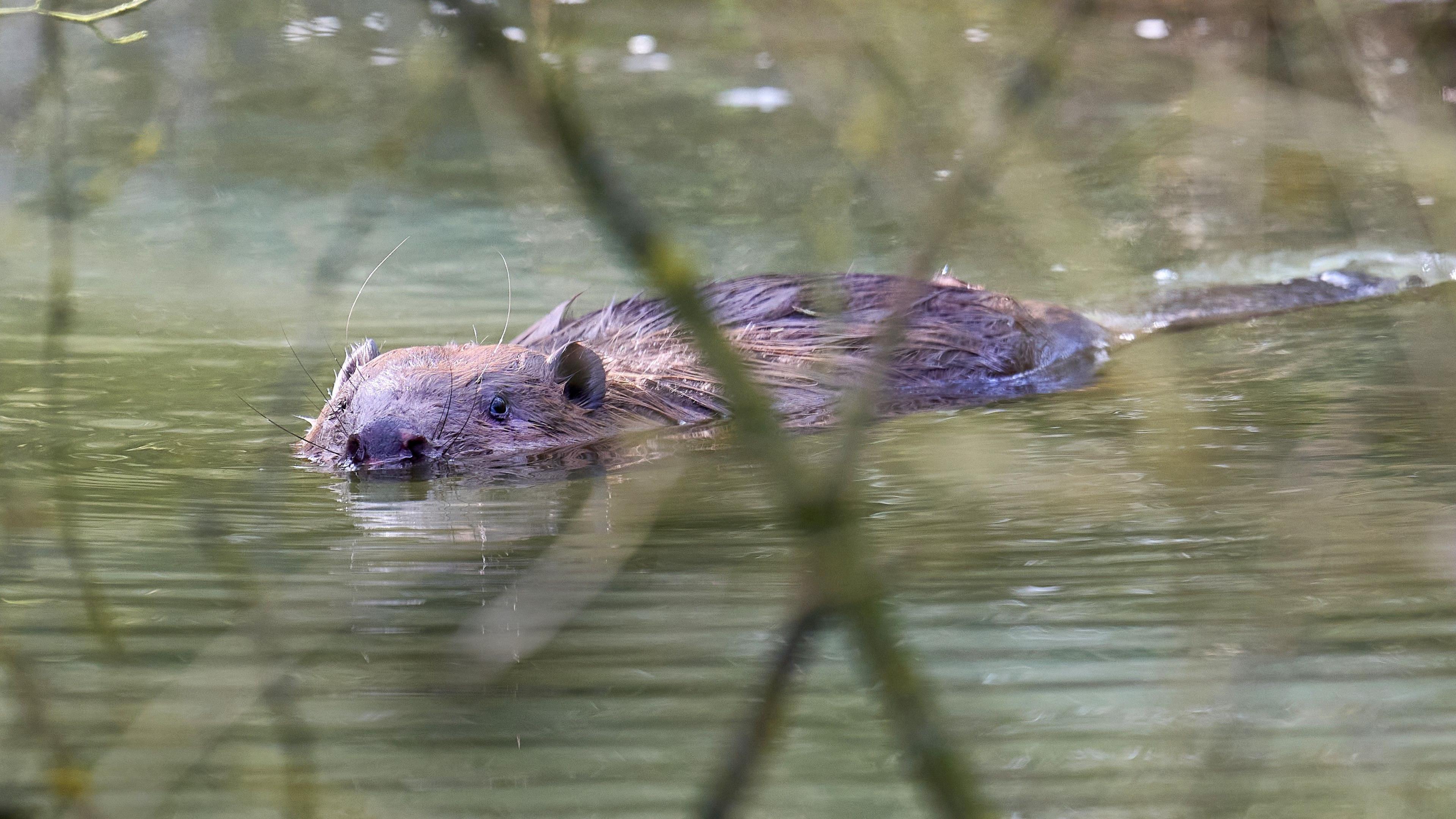 Eurasian beavers return to Biggleswade in a 400-year first - BBC News