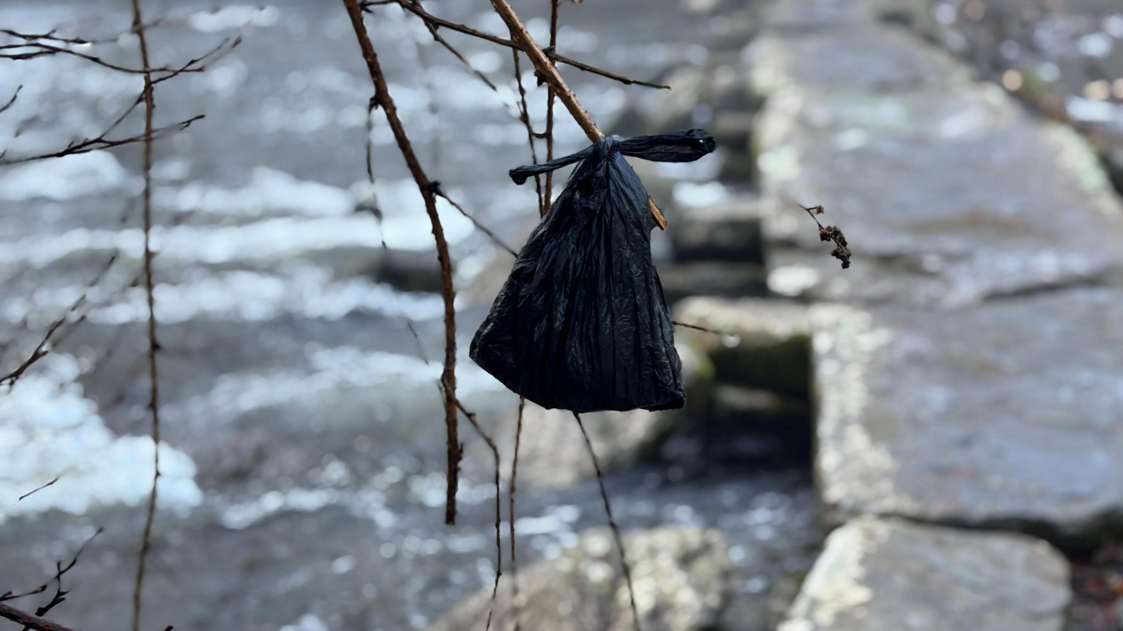 Plea to Exmoor dog walkers not to 'decorate' trees with poo bags - BBC News