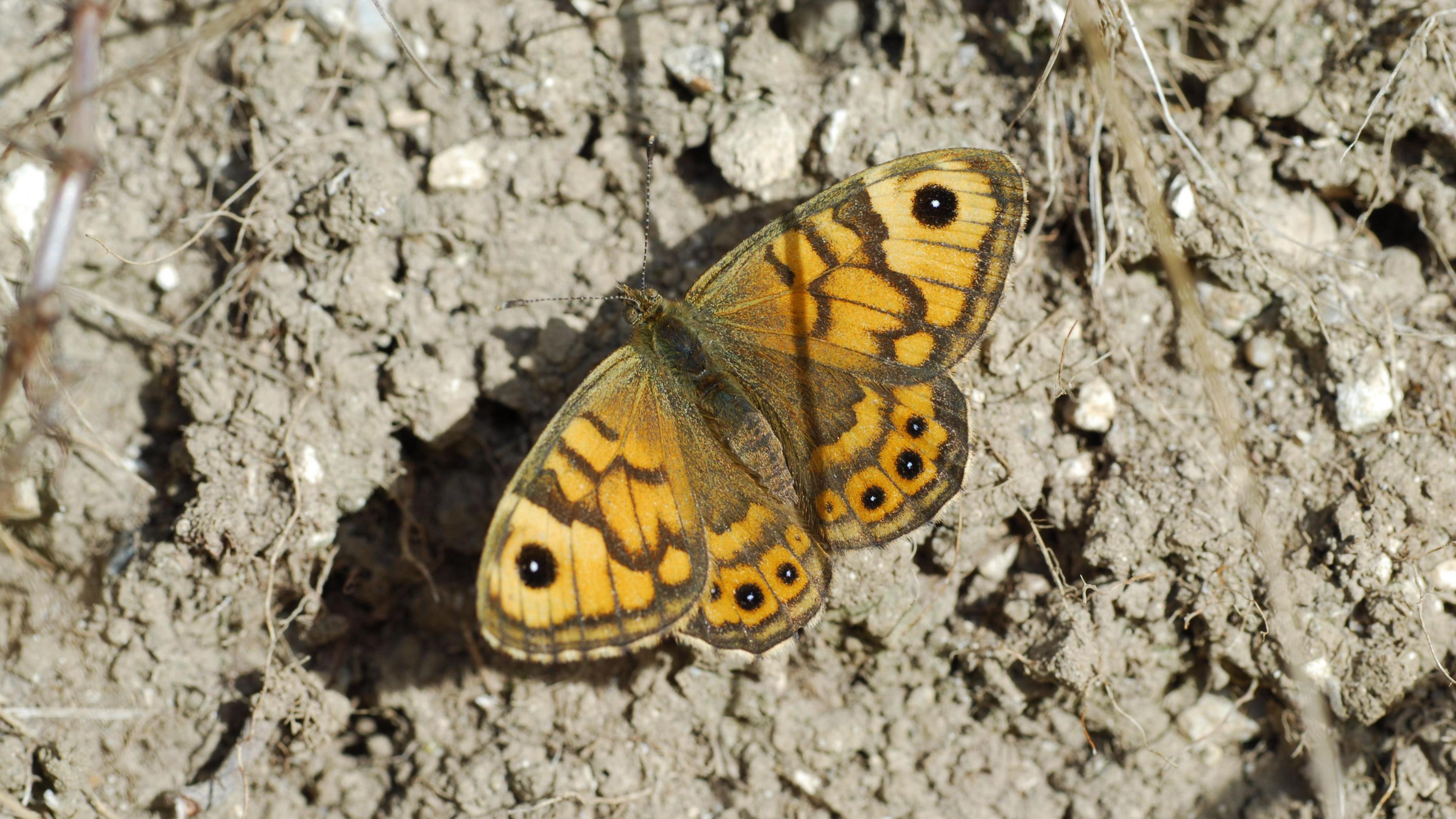 Port of Tilbury expansion threatens wildlife, warns Buglife - BBC News