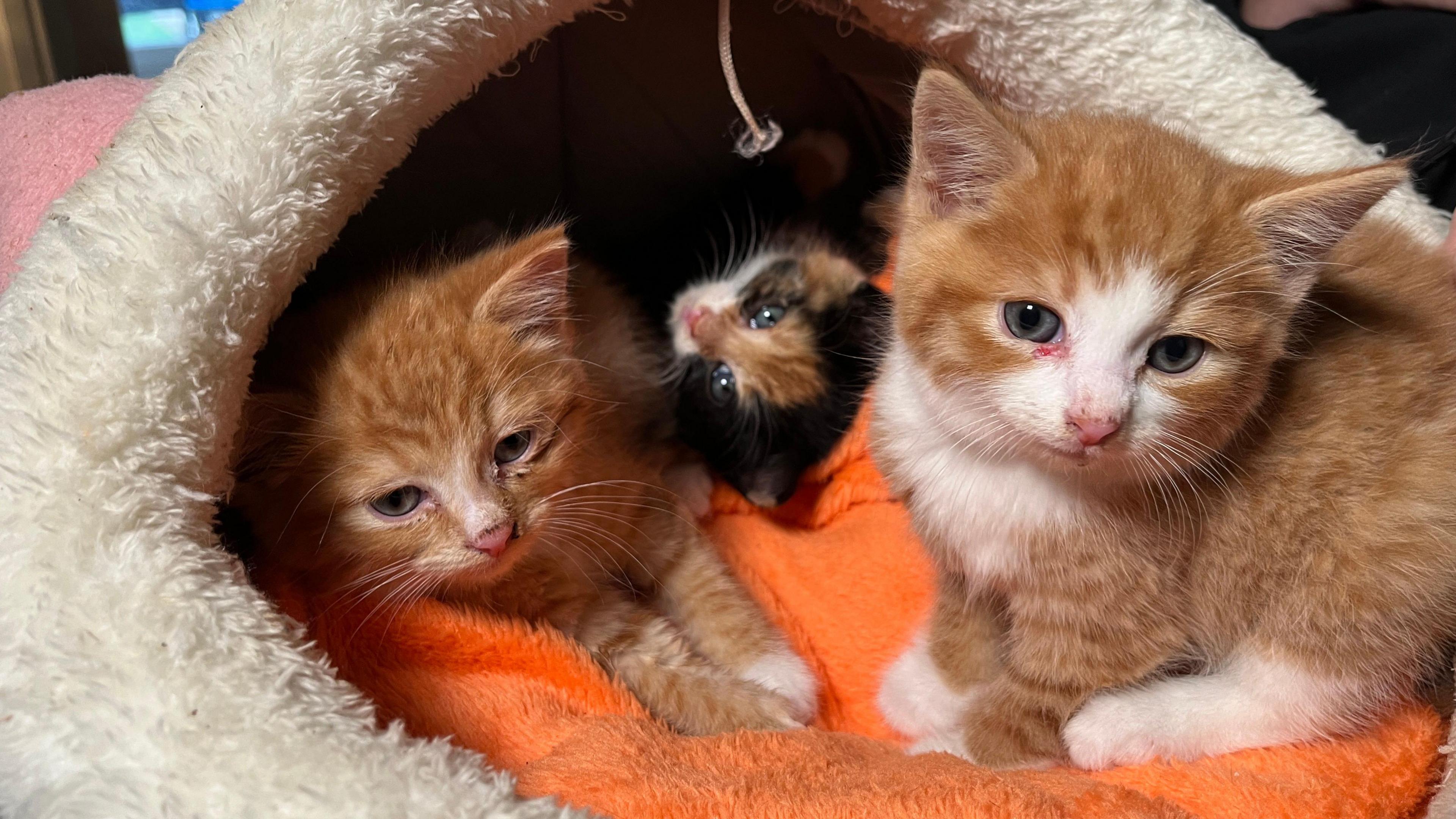 Bury and Bolton cat rescue centres battling to meet rising demand - BBC ...