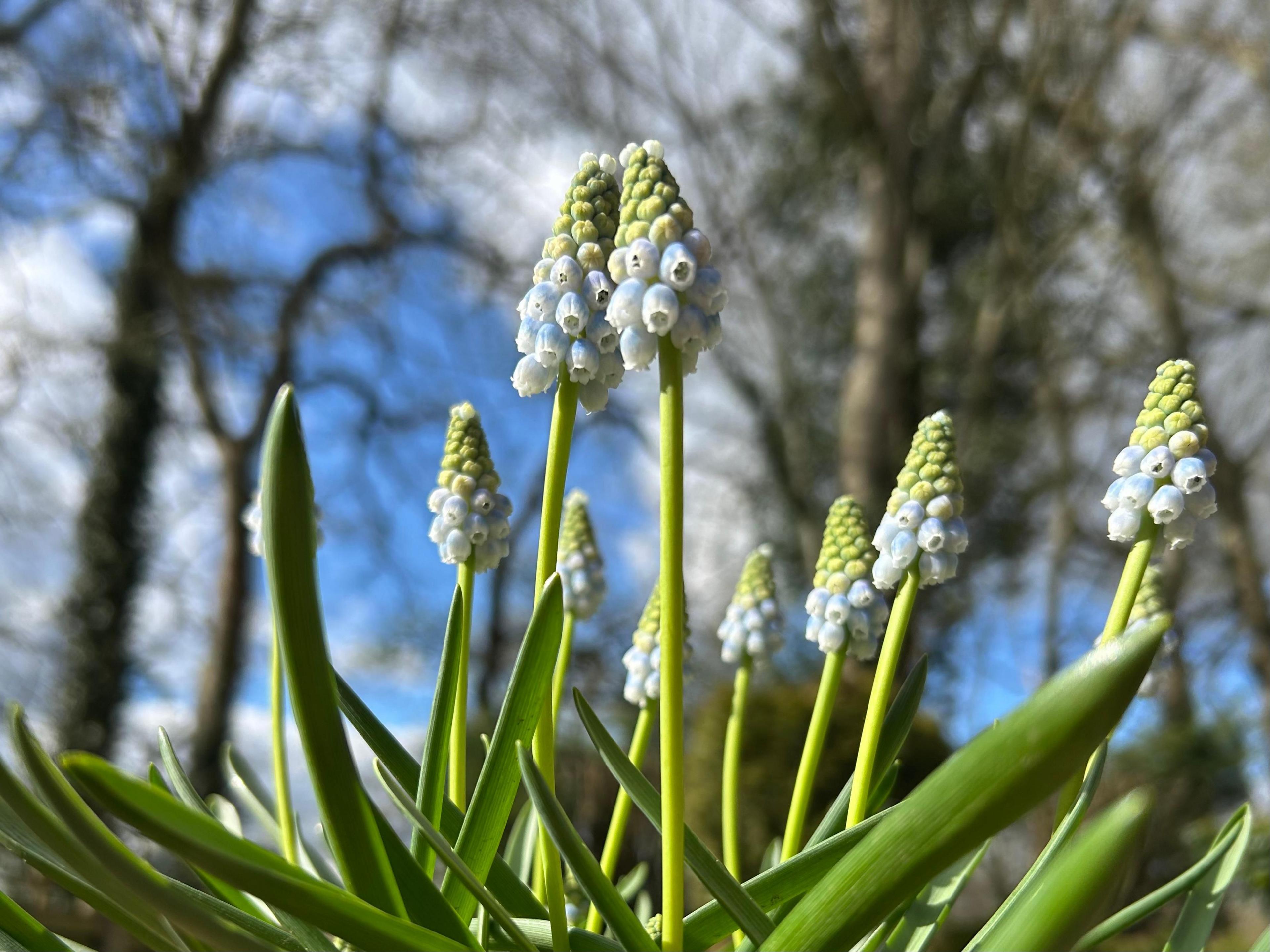 Your photos from the West Midlands: Spring's stunning colours - BBC News