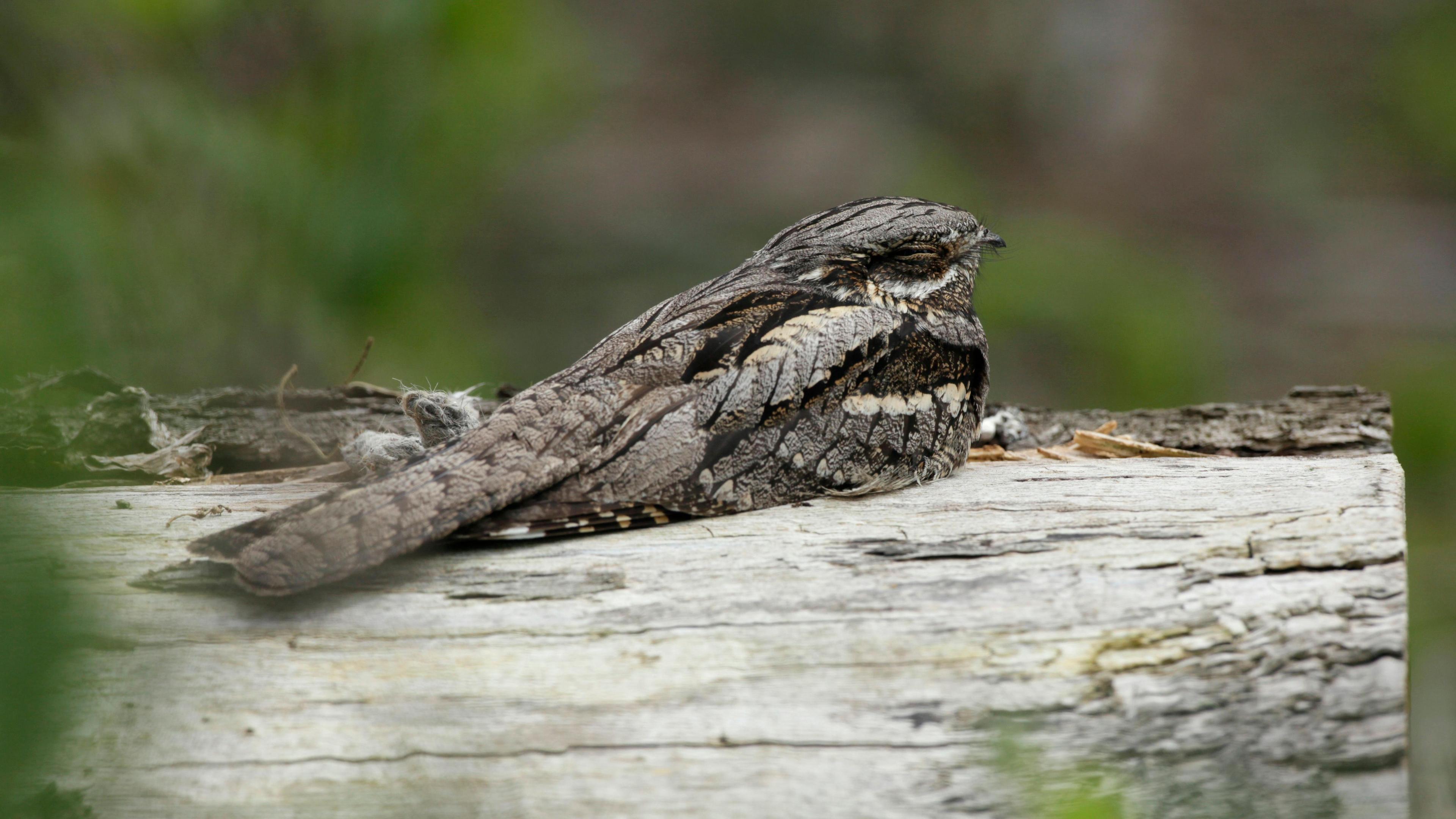 Nightjar: Rare discovery as elusive bird found behind Belfast bin - BBC ...