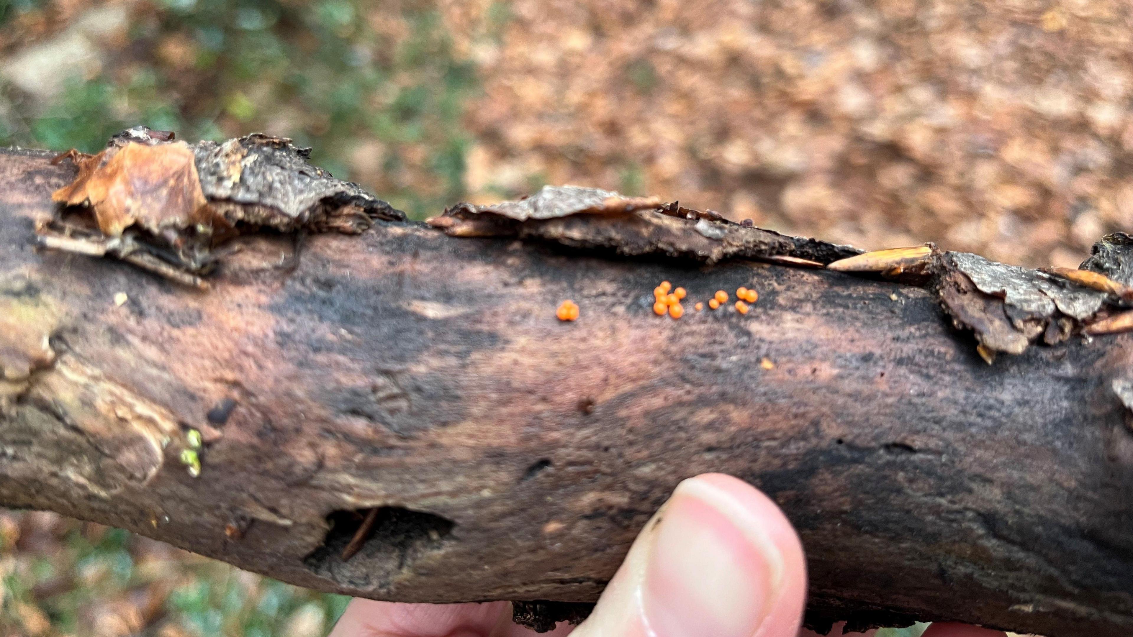 Slime mould - a hidden wonderland brought to life in photos - BBC News