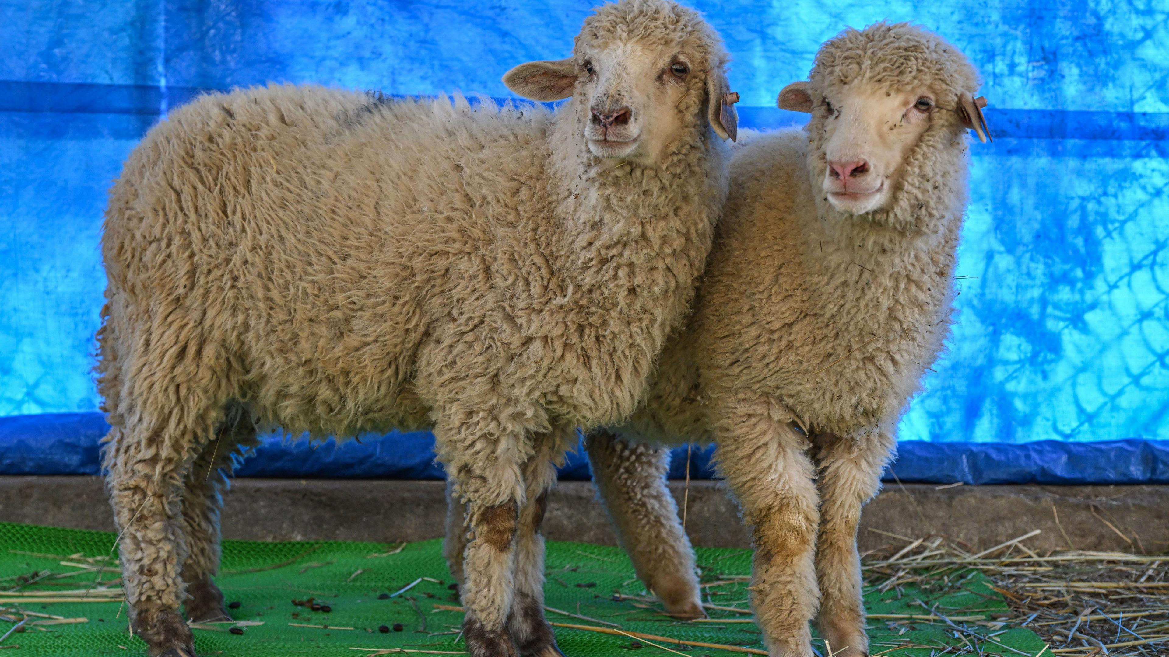 Indian-administered Kashmir: How is India's first gene-edited sheep ...