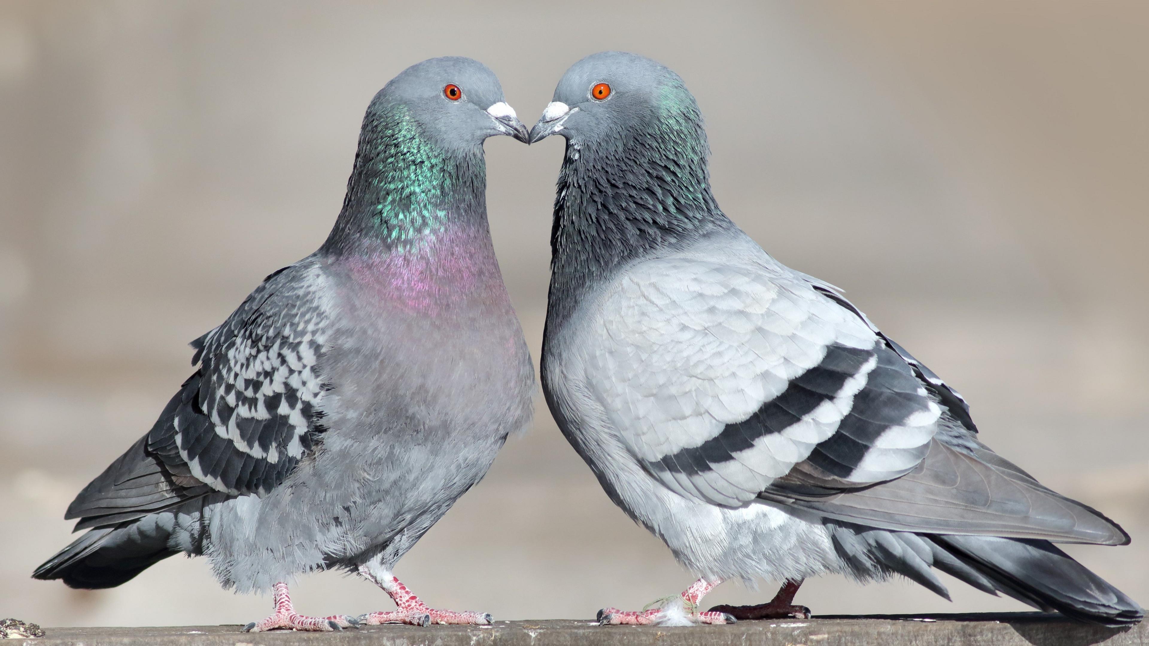 Norwich pigeons will not be fed contraceptives at market - BBC News