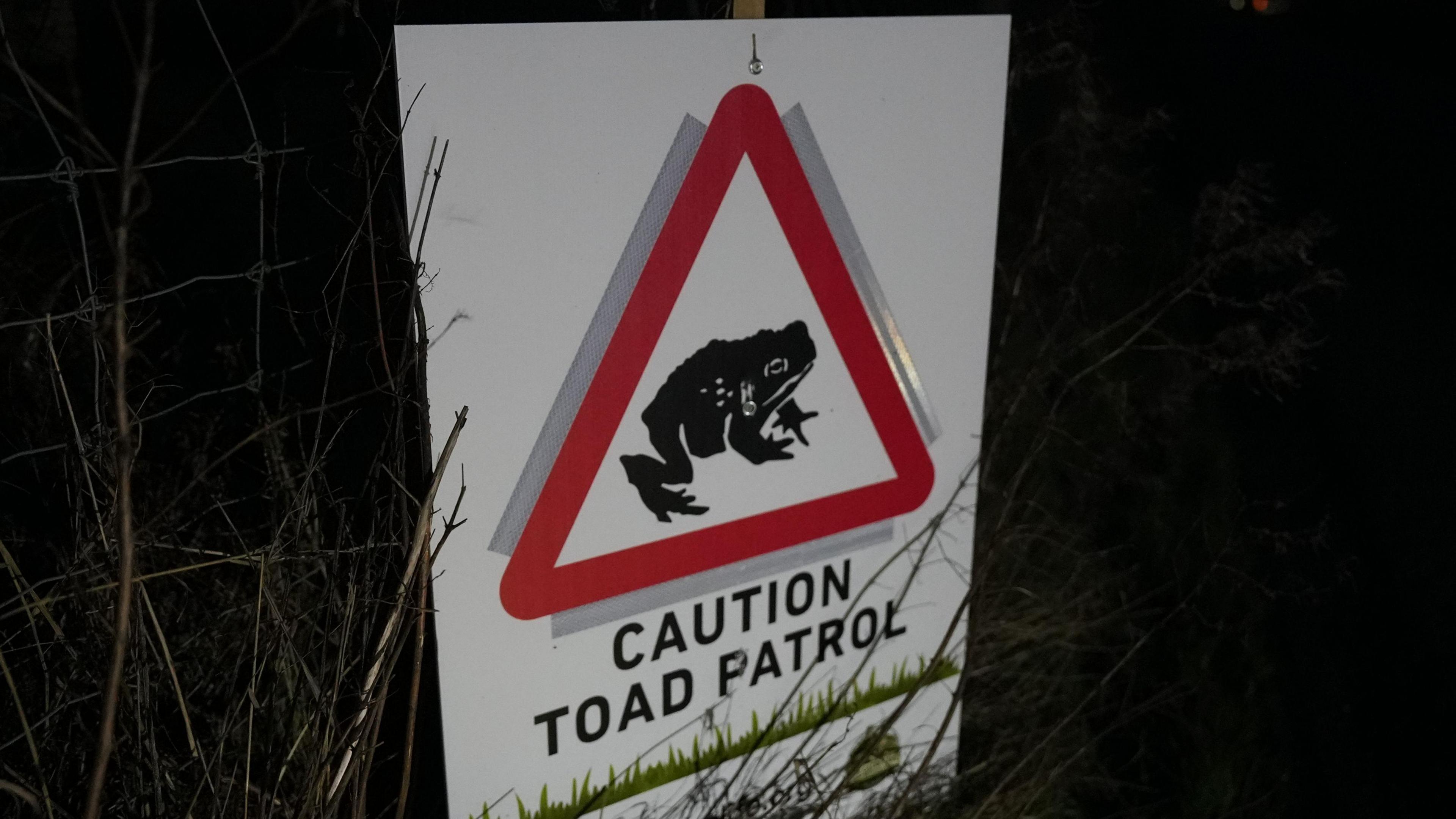 Belton's toad patrol helps amorous amphibians cross the road - BBC News