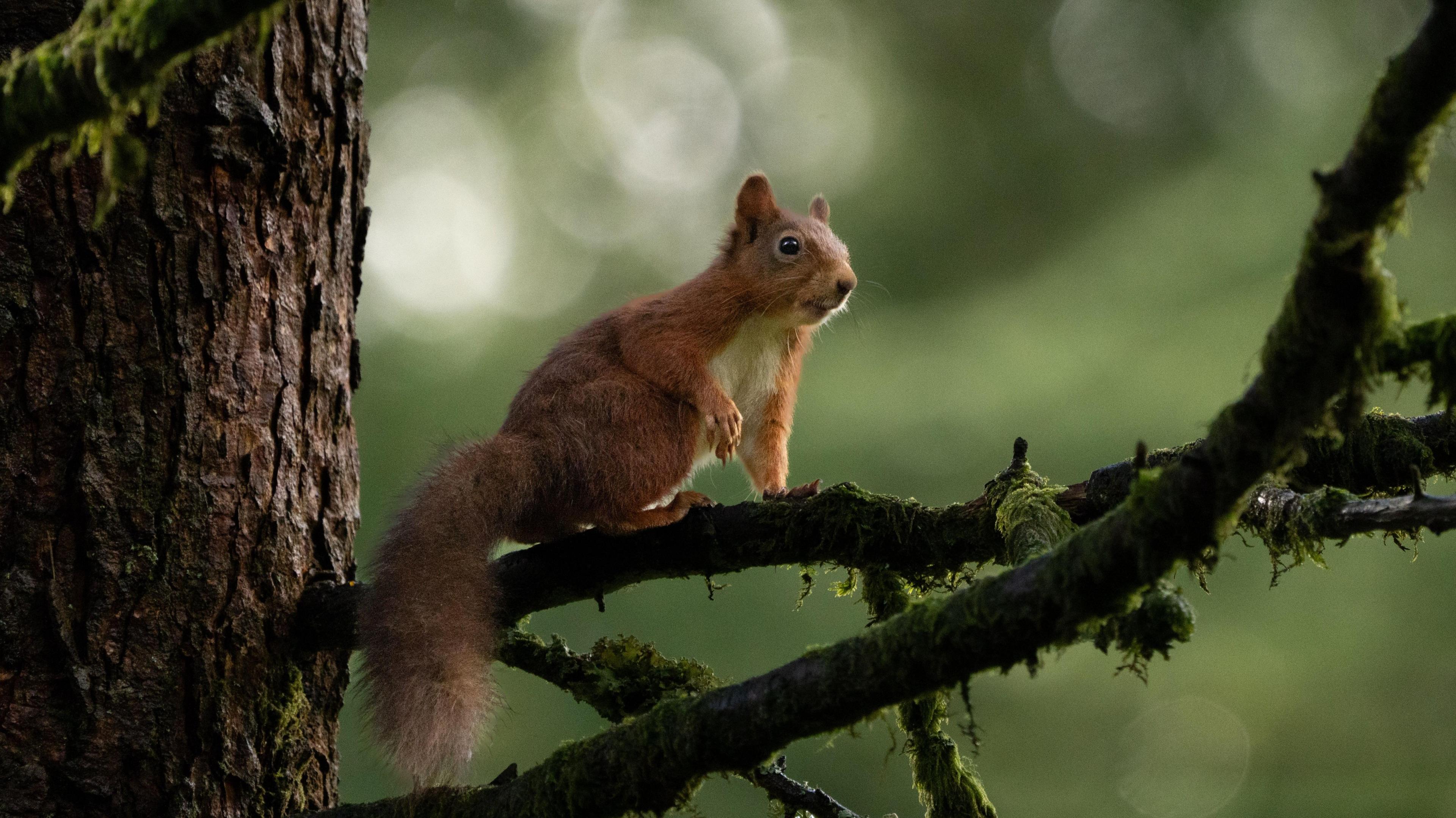 Stories to make you smile from across Yorkshire - BBC News