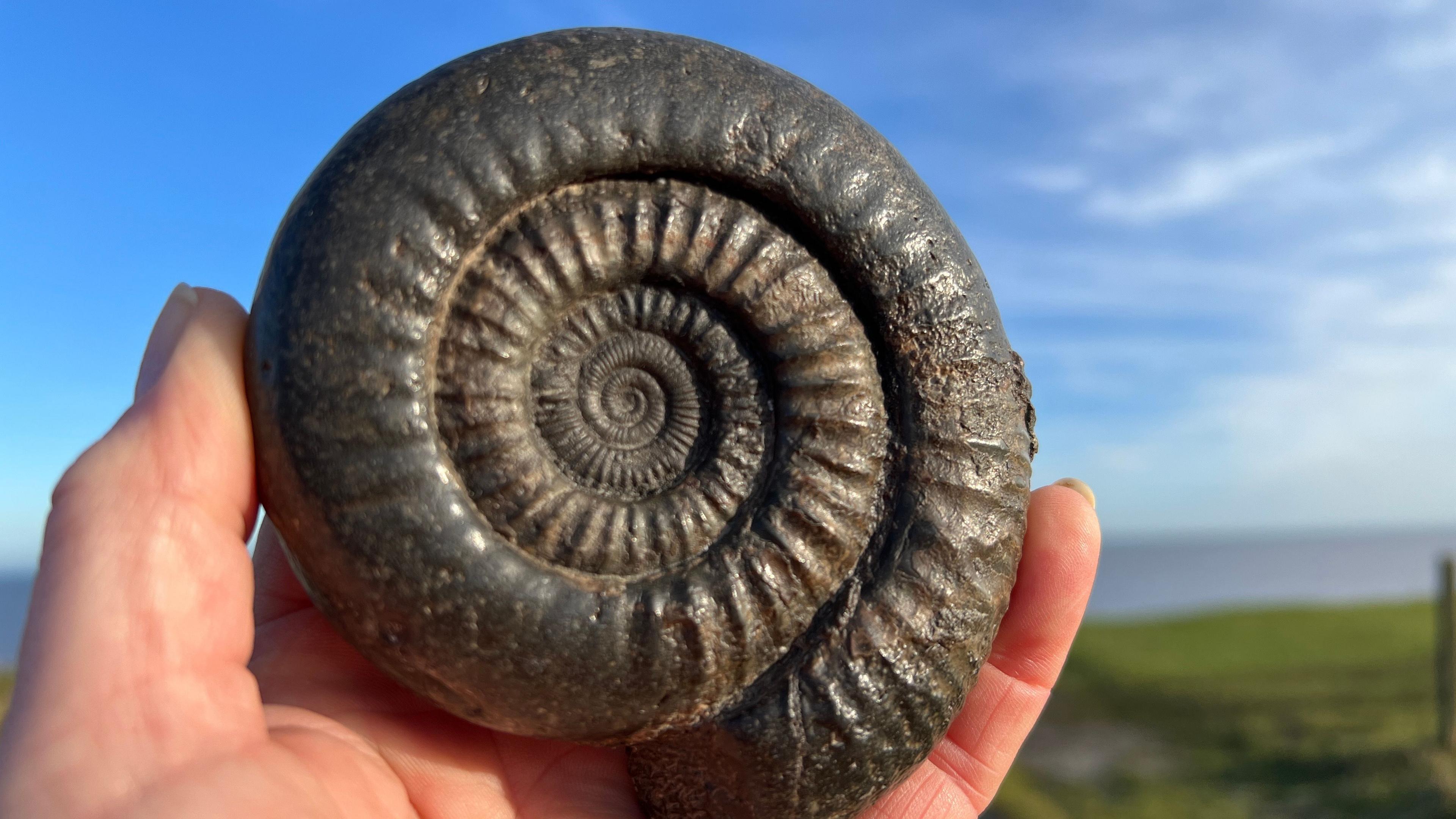 Yorkshire fossil hunters reveal 'wow factor' of Holderness coast - BBC News