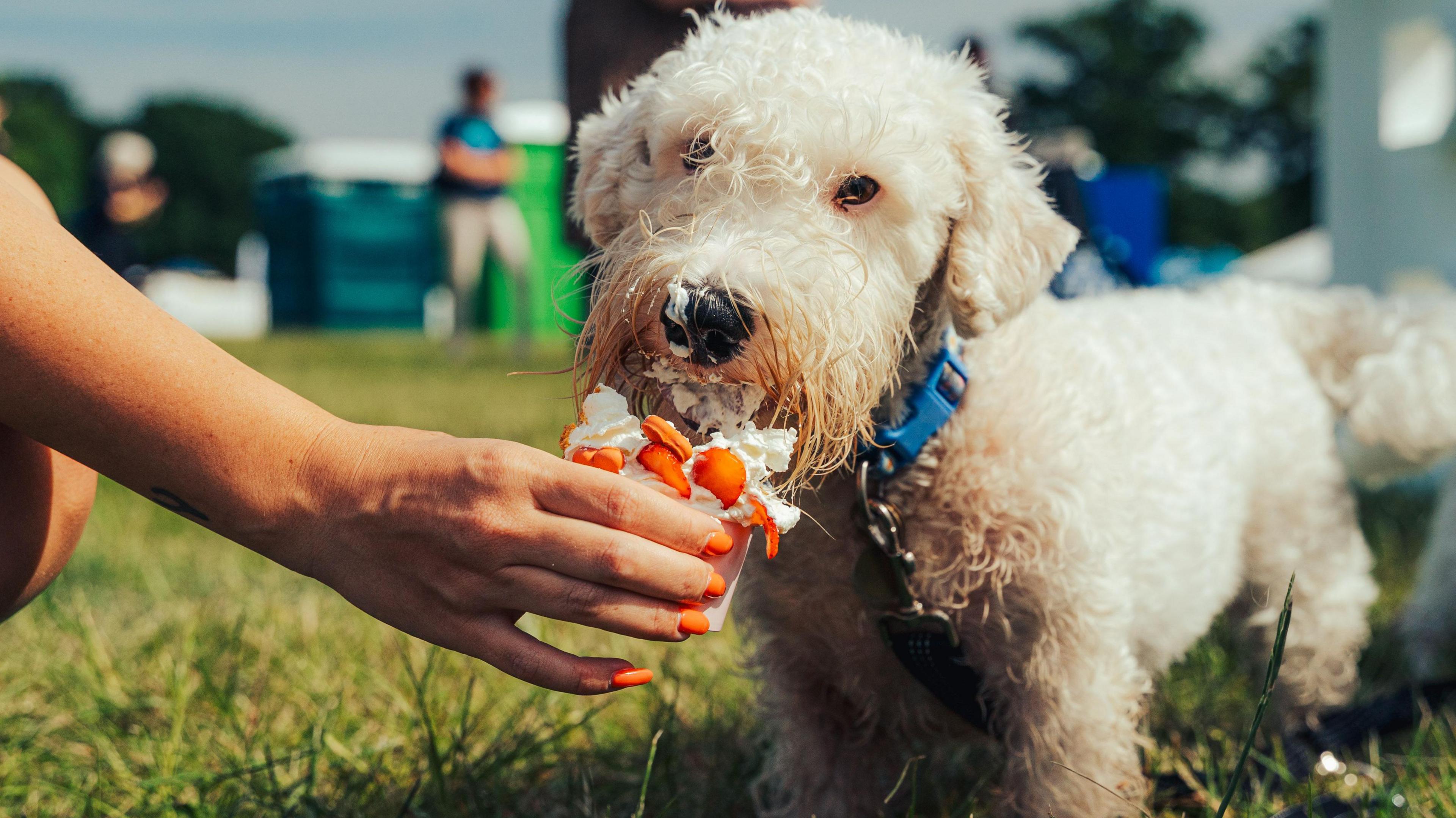 In Pictures: Pooches party at festival for dogs in Hampshire - BBC News