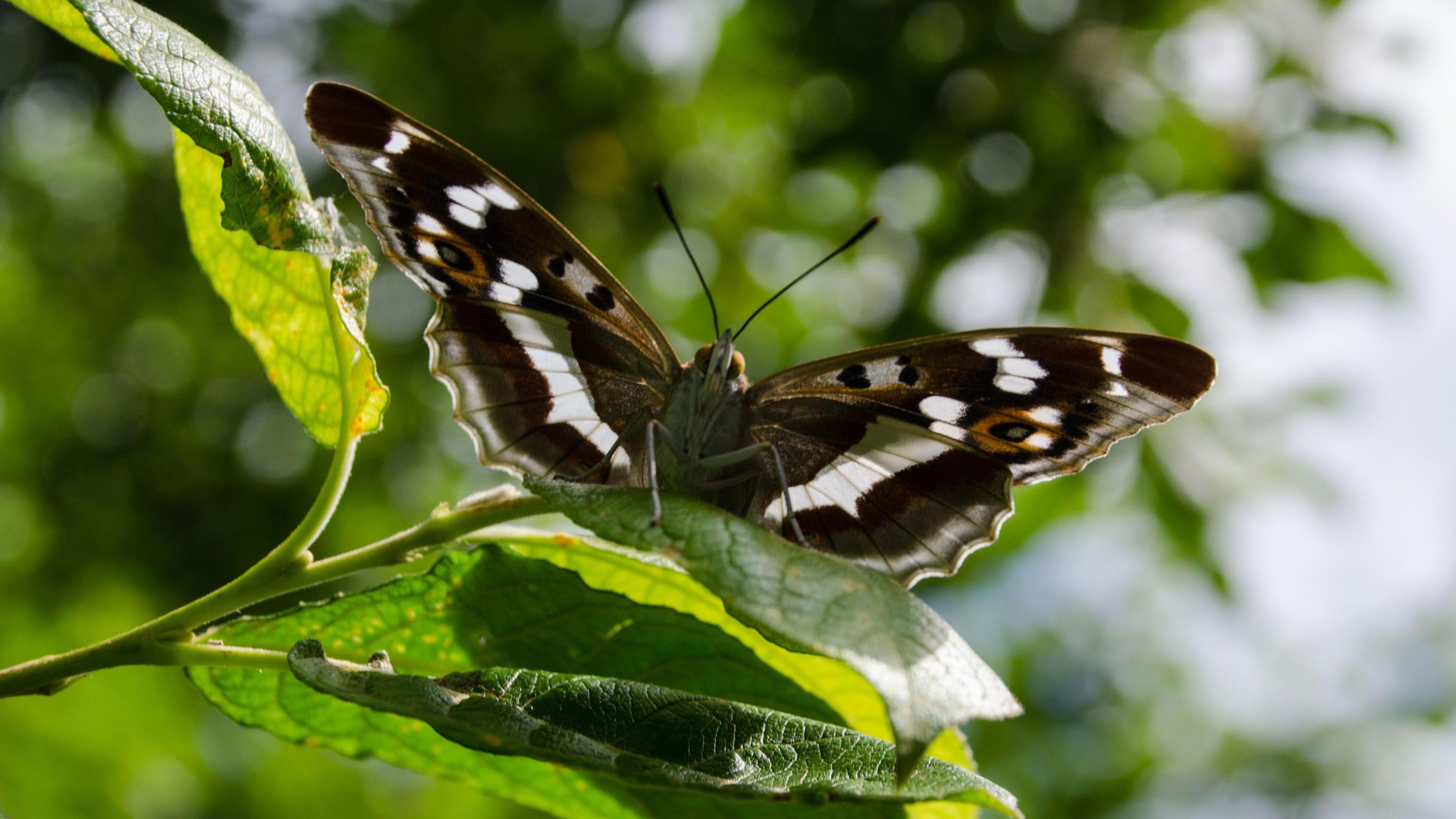 Rewilding at Knepp brings back birds, butterflies and bugs - BBC Newsround