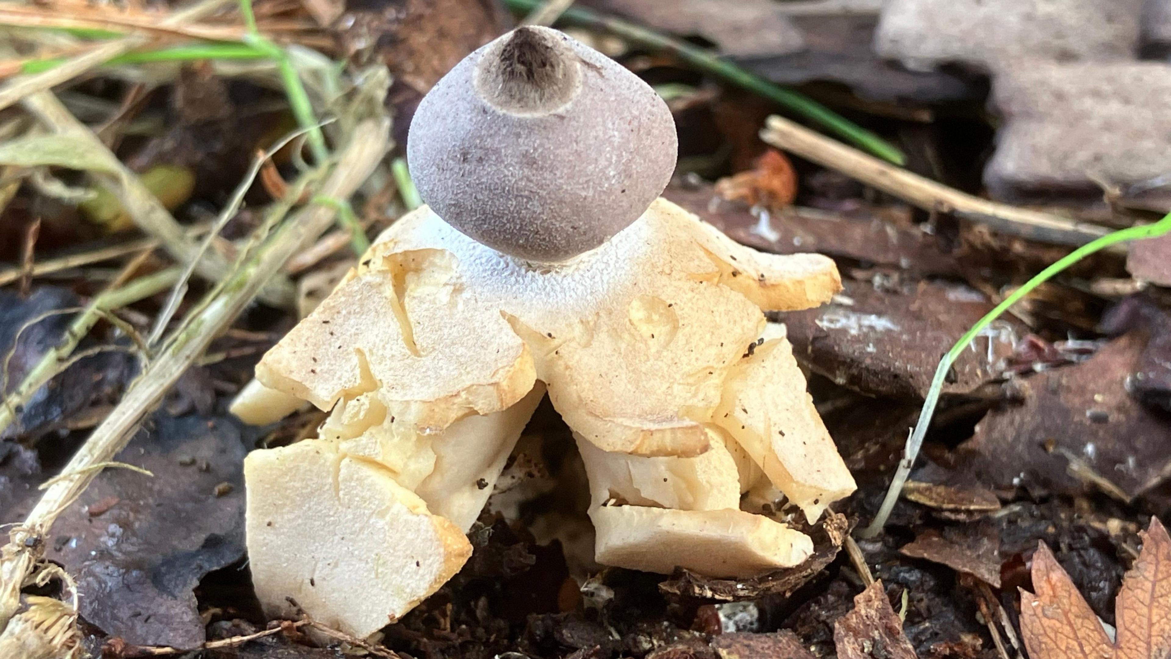 Rare fungi spotted at The Box Moor Trust Estate in Hertfordshire - BBC News