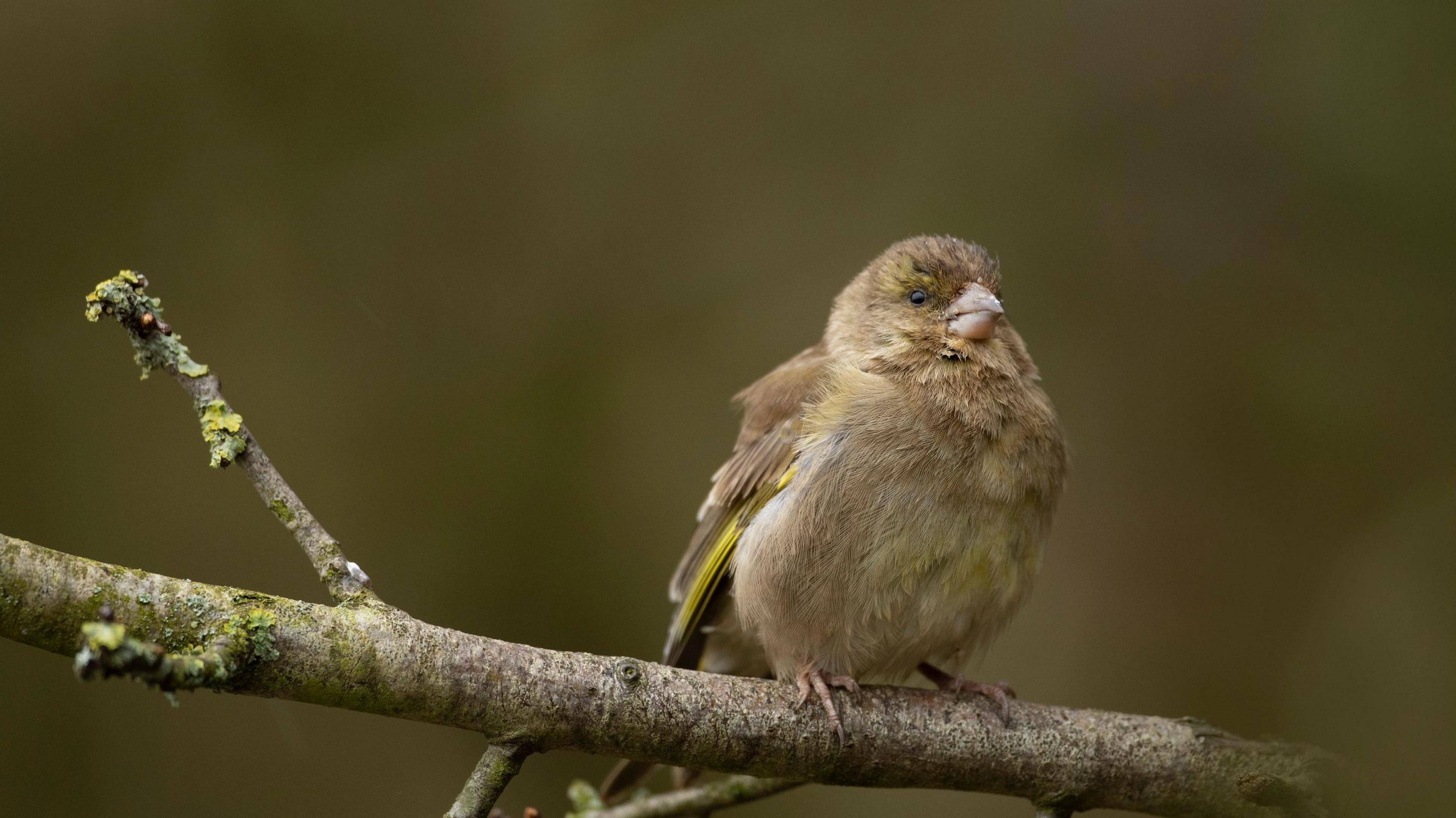 Birdwatch records a rise in Isles of Scilly goldfinch numbers - BBC News