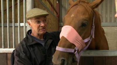 Horse shot in face was targeted, Brecon farmer claims - BBC News