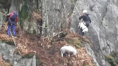 The rescue mission to help a sheep stuck on a cliff - BBC Newsround