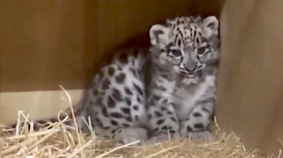 Annual Whipsnade Zoo animal stocktake begins - BBC News