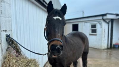 Young rider's plea to dog walkers after horse spooked - BBC News