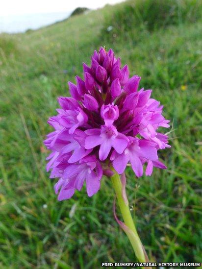 Orchid spotters map shifting blooms - BBC News