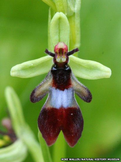 Orchid spotters map shifting blooms - BBC News