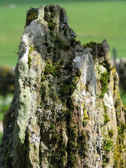 Your pictures of Scotland: 20 - 27 July - BBC News