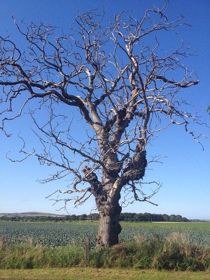 Your pictures of Scotland: 10 - 17 August - BBC News