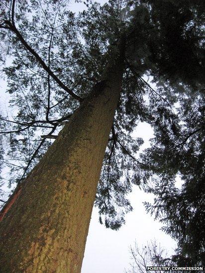 Coed y Brenin forest 'king' tree felled after rot found - BBC News