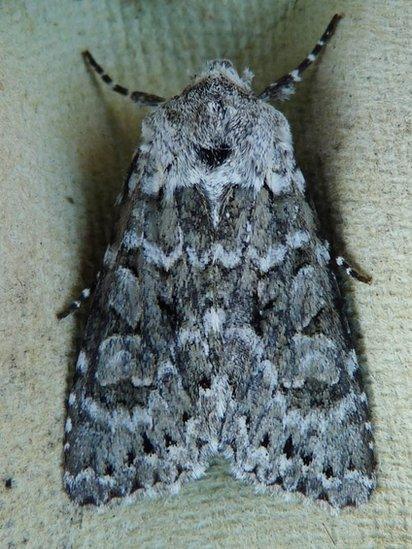 In pictures: Loch Leven's colourful moths - BBC News