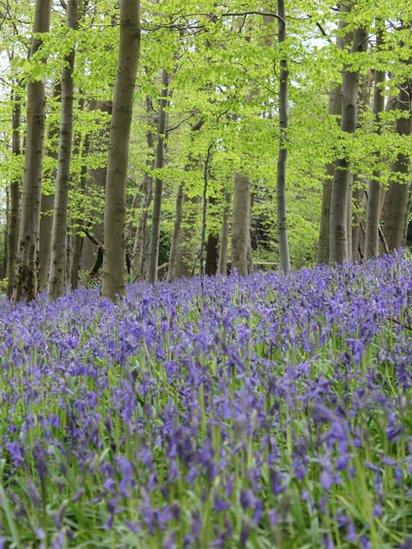 Your pictures of Scotland: 25 April - 2 May - BBC News