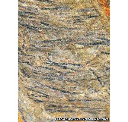 Fluffy and feathery dinosaurs were 'very common' - BBC Newsround